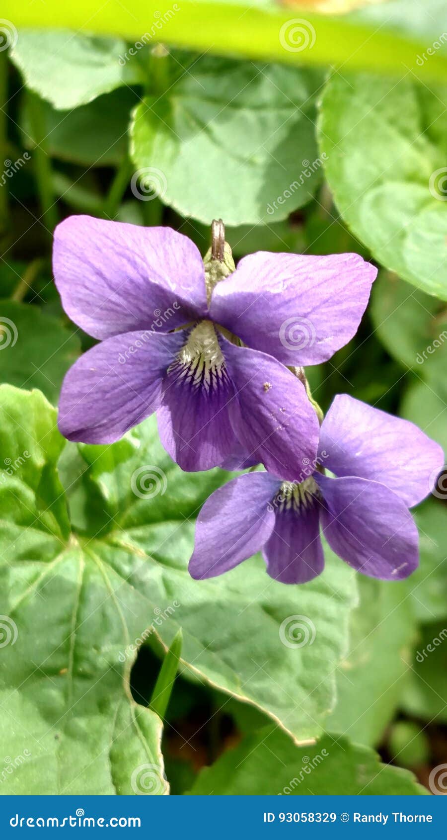 Wilde Veilchen Michigans stockbild. Bild von veilchen - 93058329