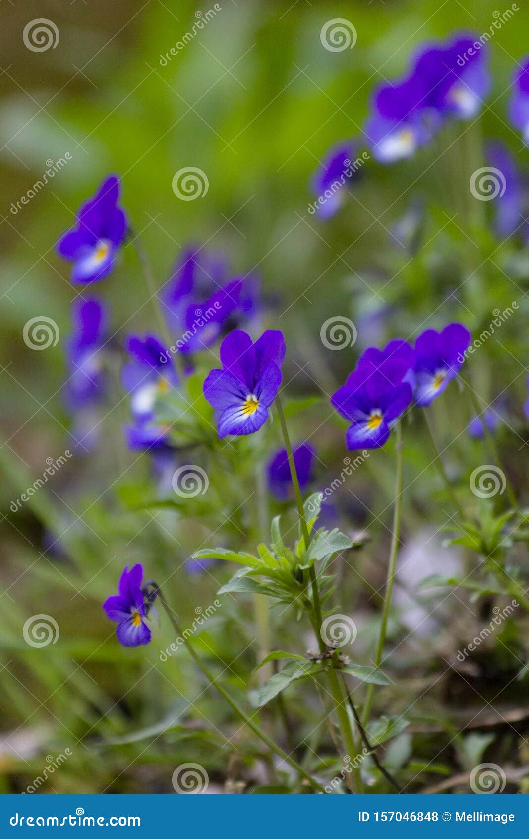 Wilde Violette Veilchen in Blüte Stockfoto - Bild von boden, jahreszeit ...