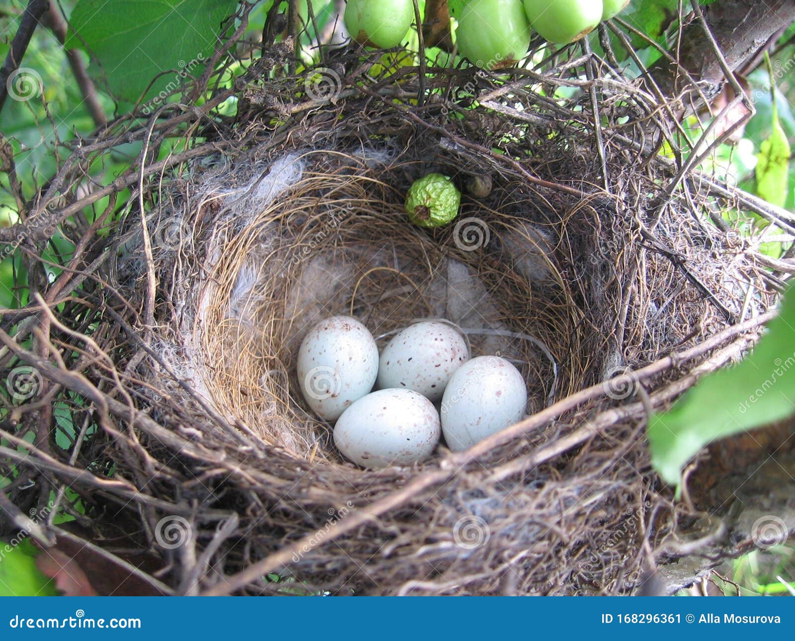 Wilde Vogeleier in Einem Nest Auf Einem Baum Stockbild - Bild von brut ...