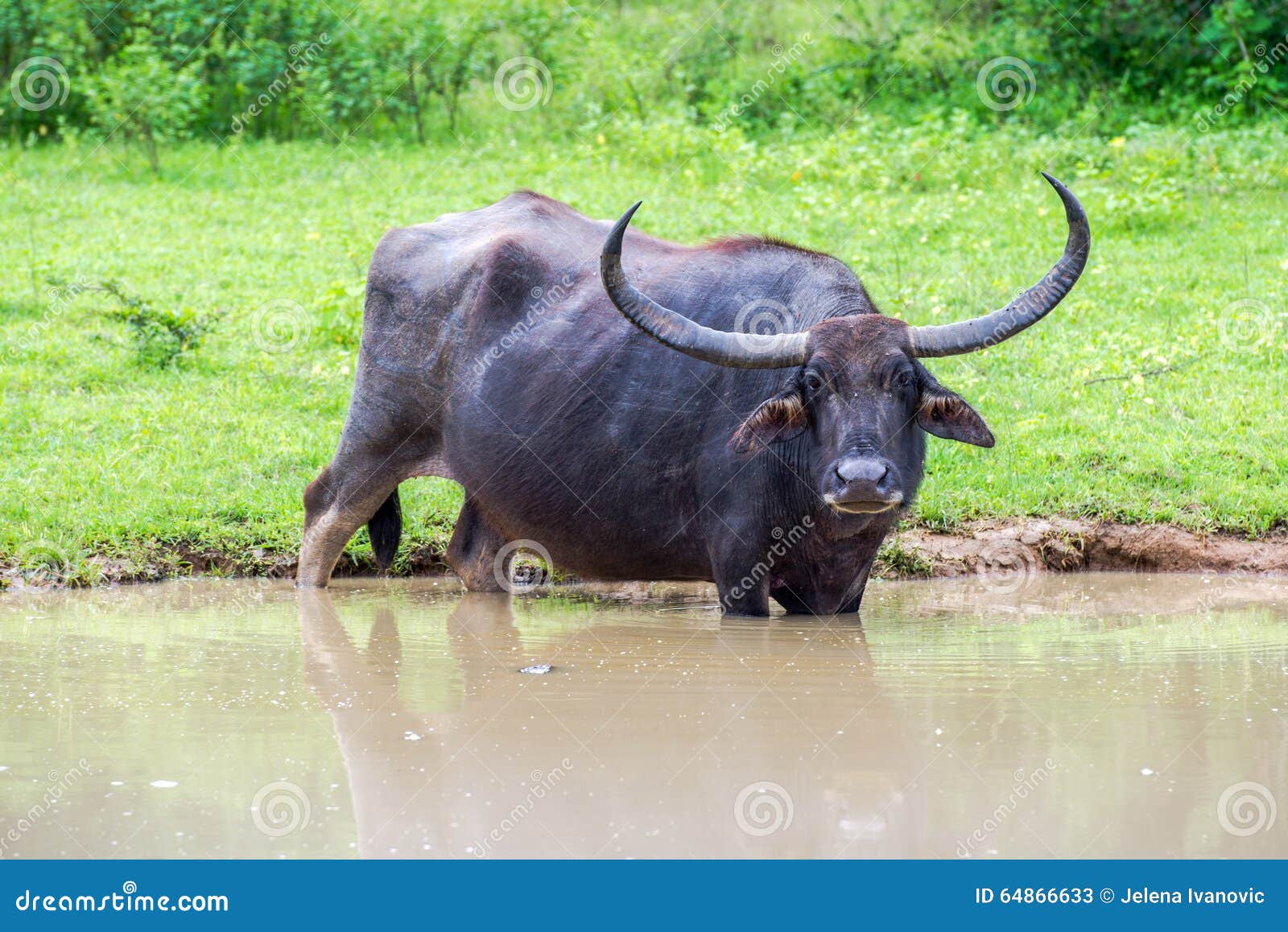 Wilde Waterbuffel in Sri Lanka Stock Afbeelding - Image of park, dier ...