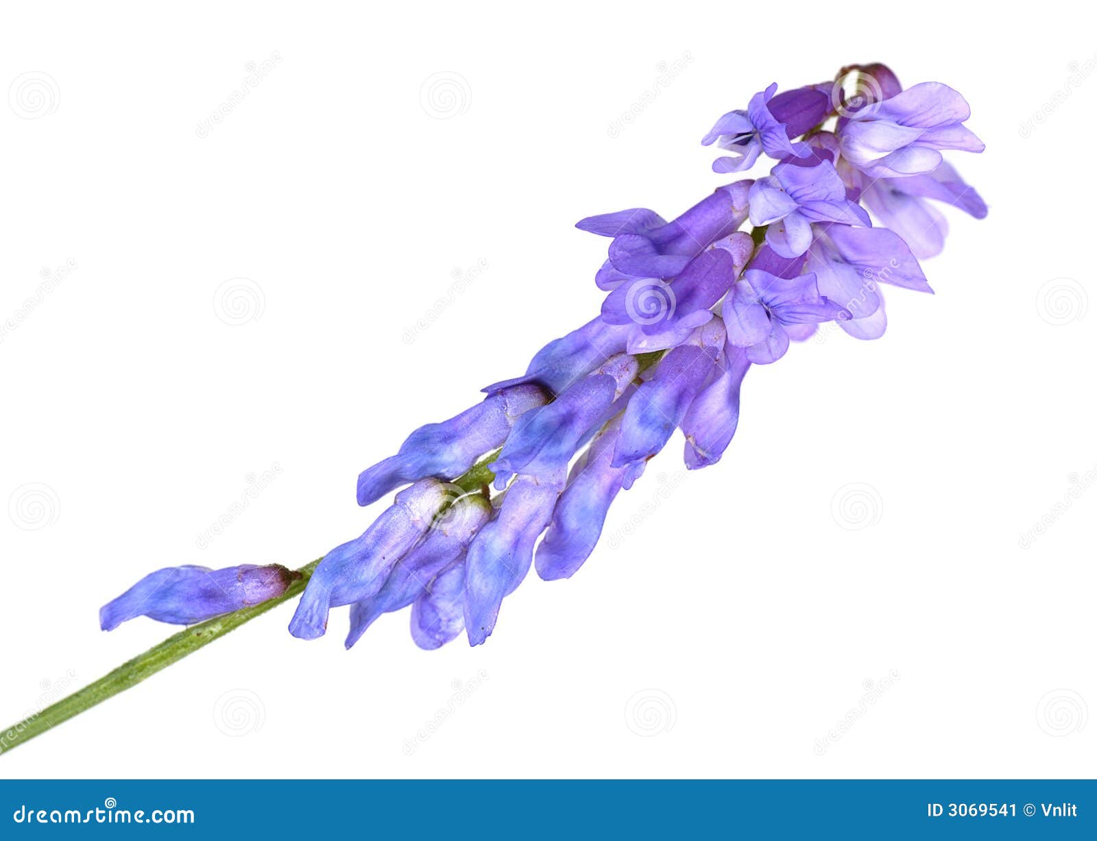 Wilde wikke stock afbeelding. Image of bloemblaadje, bloem - 3069541