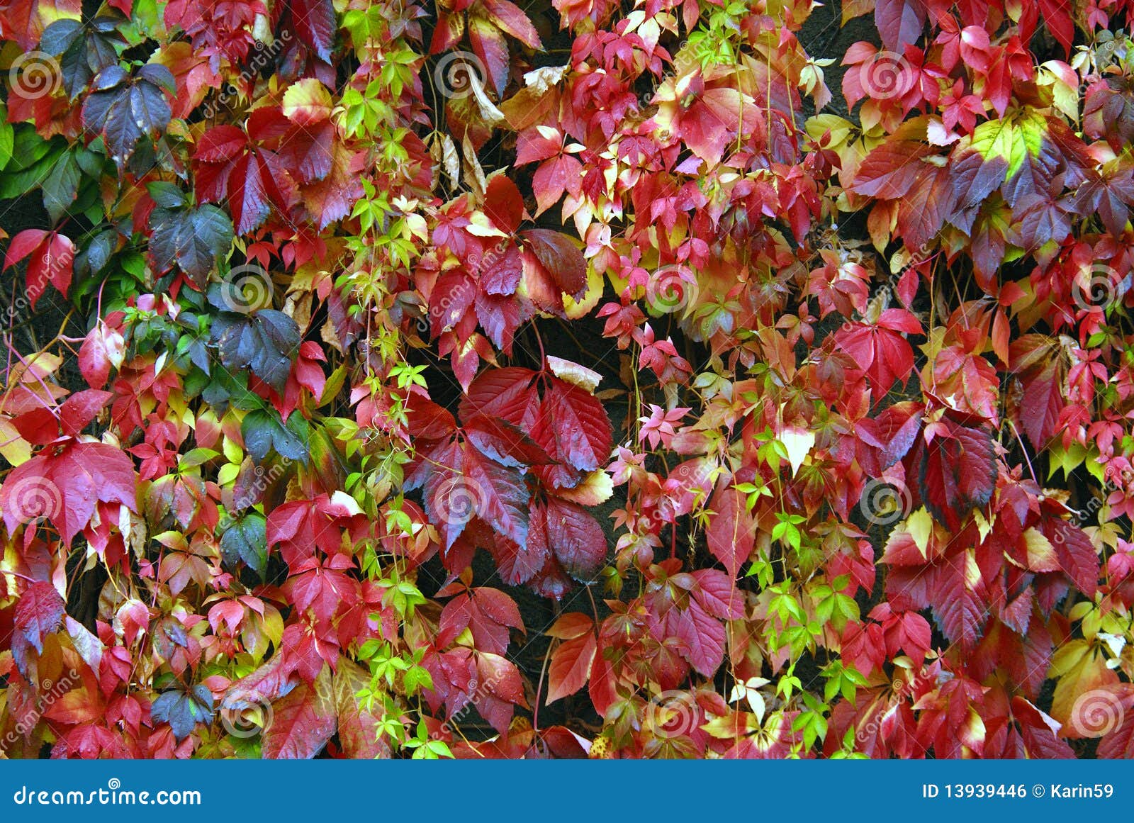 Wilde wingerd stock foto. Image of blad, kader, nave - 13939446