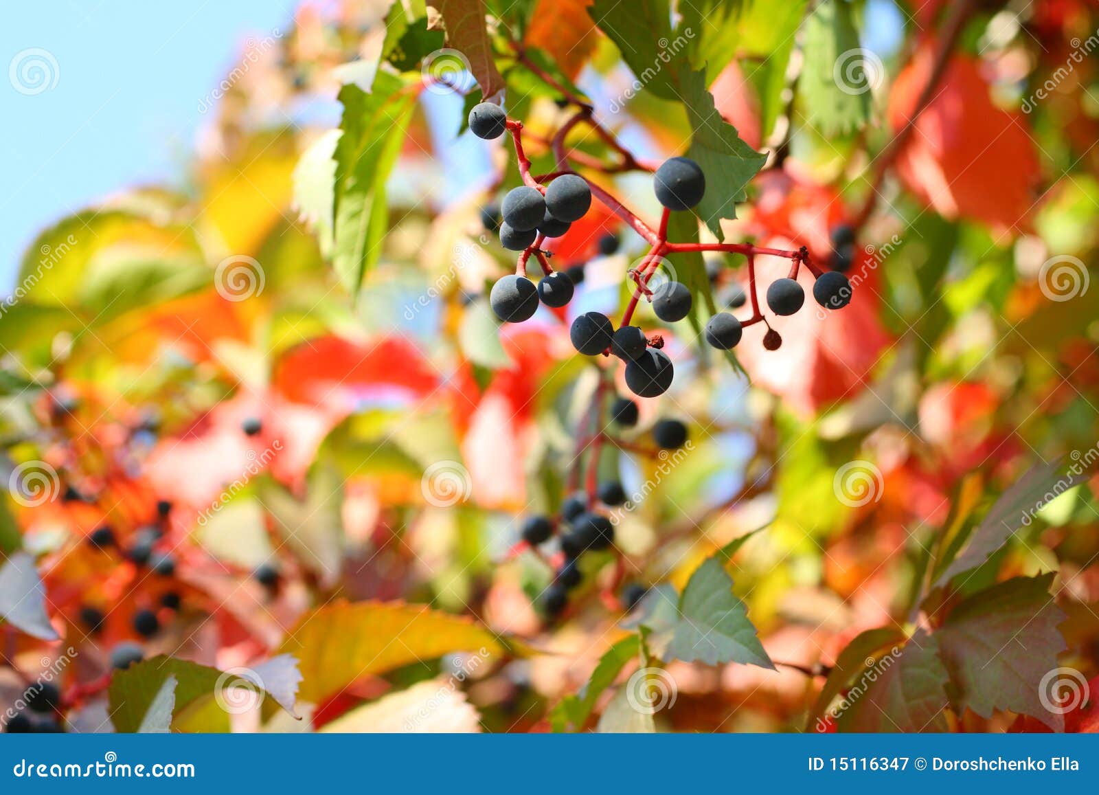 Wilde wingerd stock afbeelding. Image of kleur, druiven - 15116347