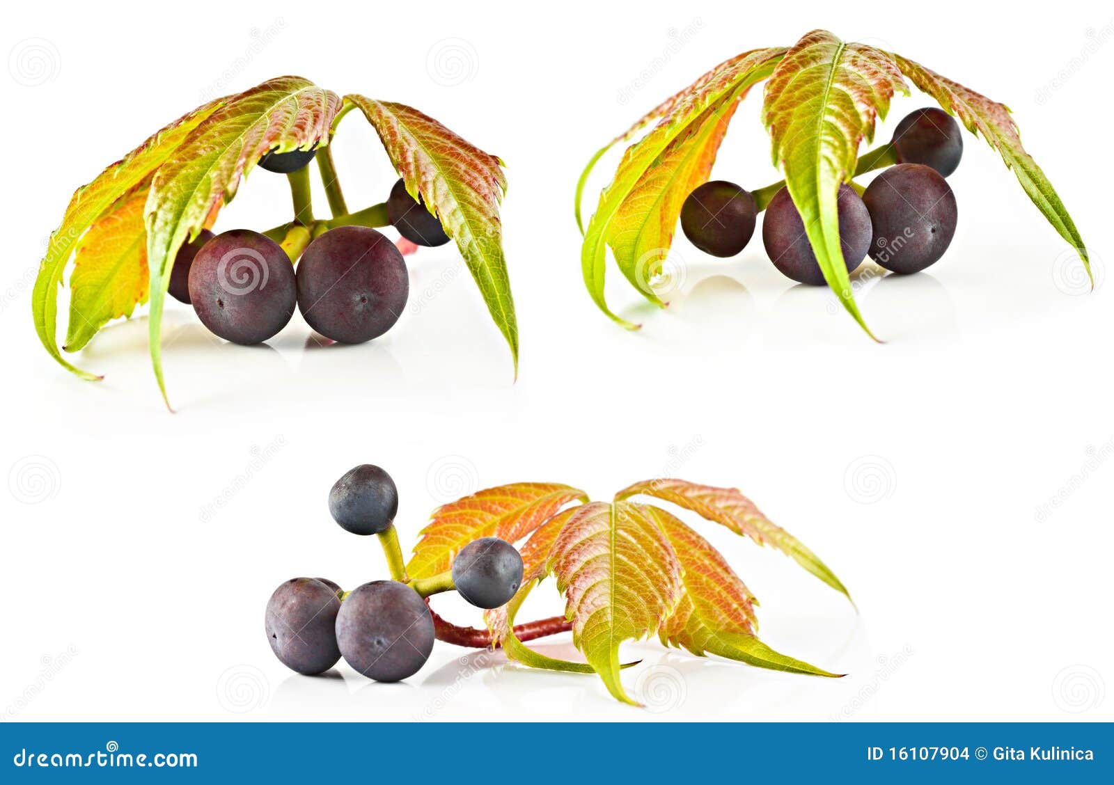 Wilde wingerd. stock foto. Image of kruipster, najaar - 16107904