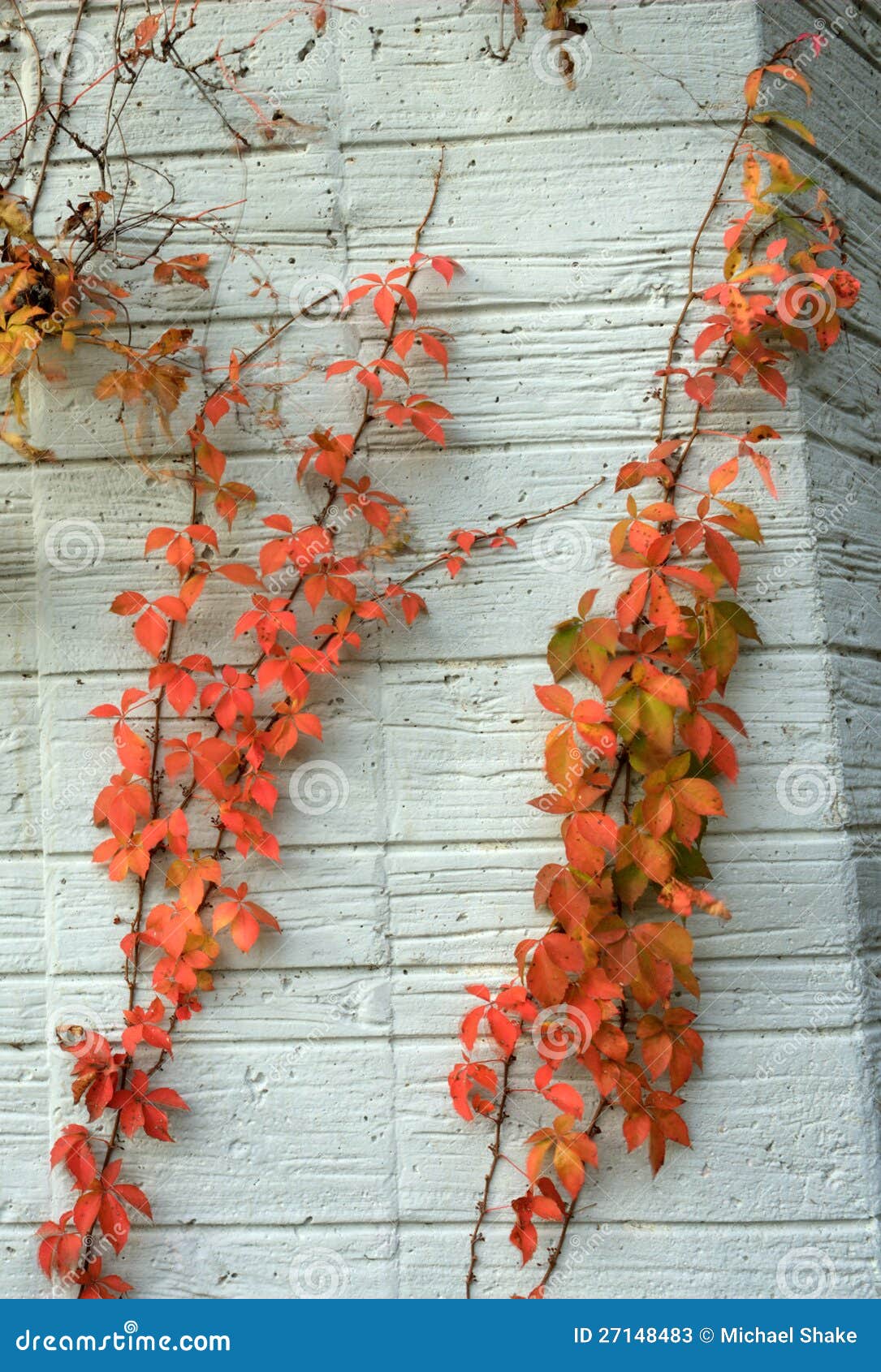 Wilde wingerd stock afbeelding. Image of wijnstok, virginia - 27148483