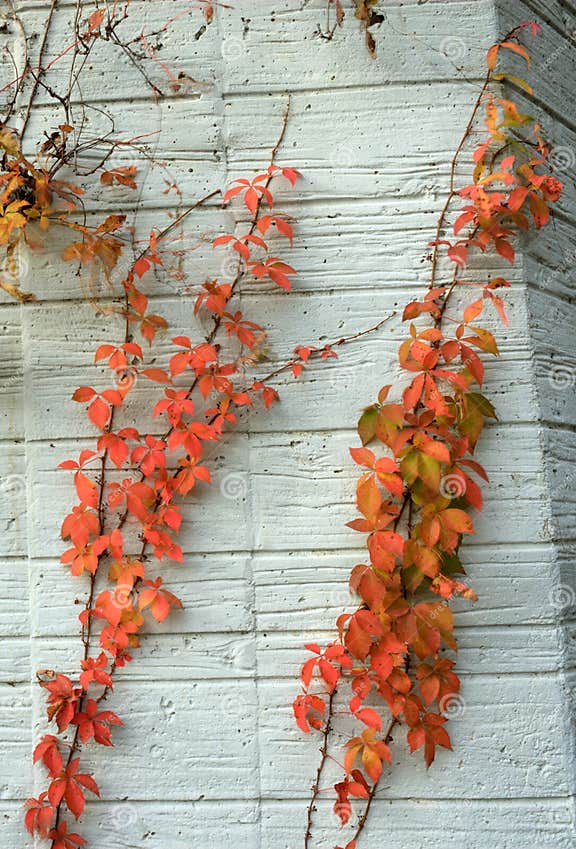 Wilde wingerd stock afbeelding. Image of wijnstok, virginia - 27148483