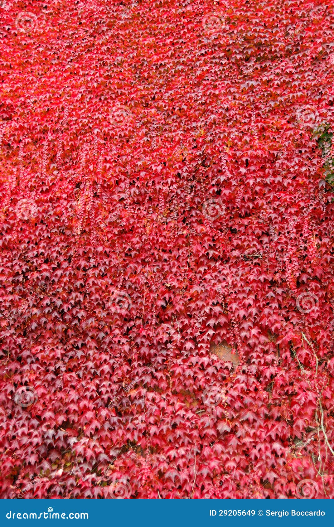 Wilde wingerd stock afbeelding. Image of achtergrond - 29205649