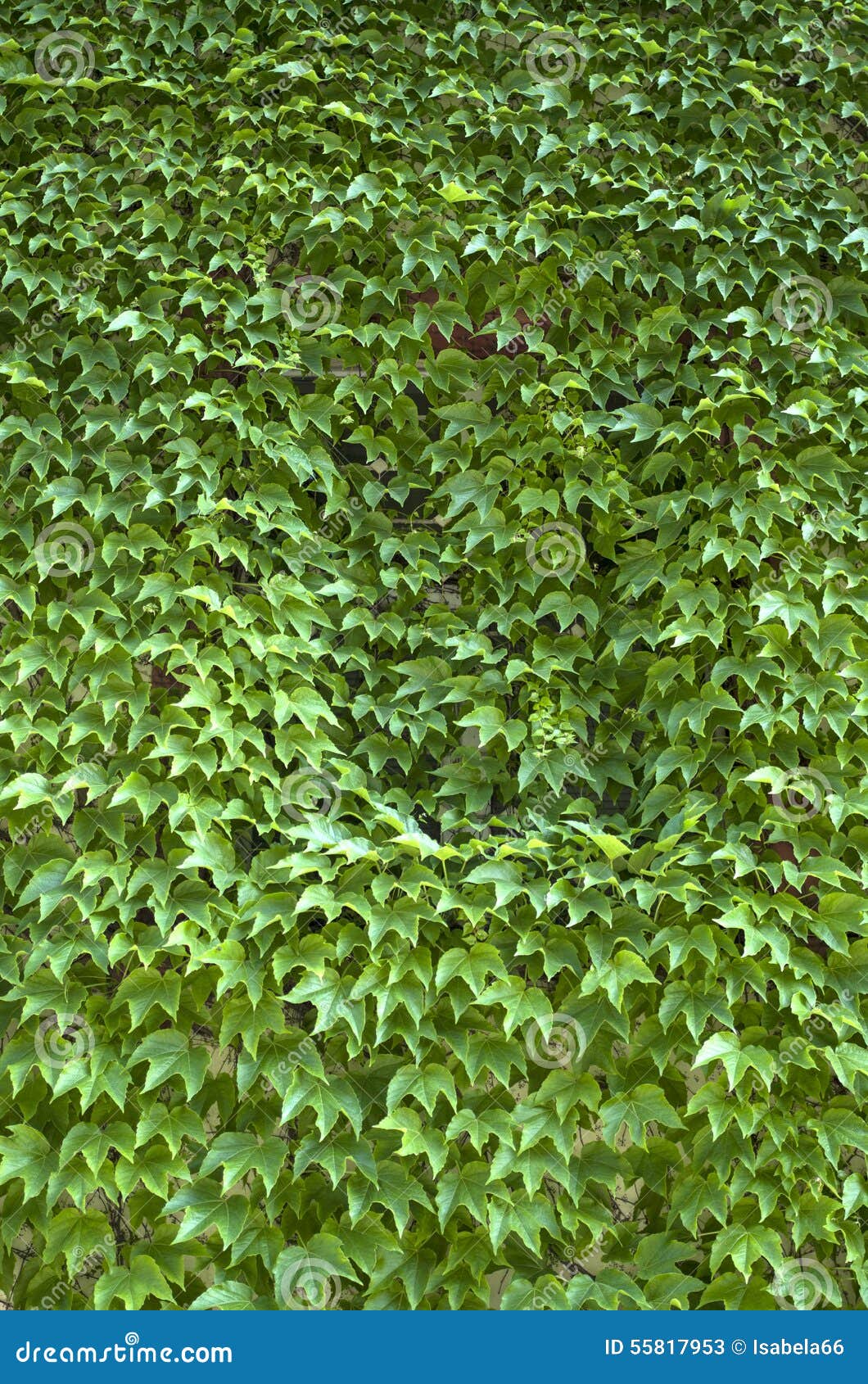 Wilde Wingerd Behandelde Muur Met Venster Stock Afbeelding - Image of ...