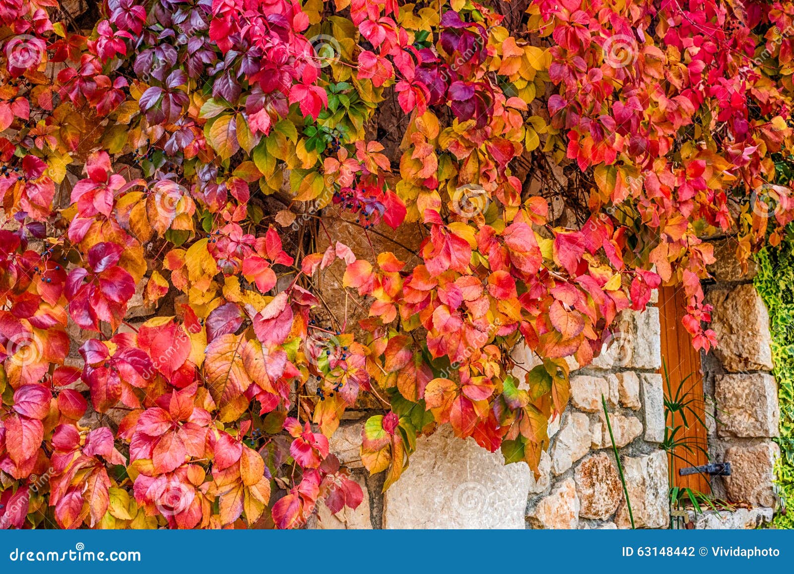 Wilde Wingerd Op Steenmuren Stock Foto - Image of klimop, virginia ...