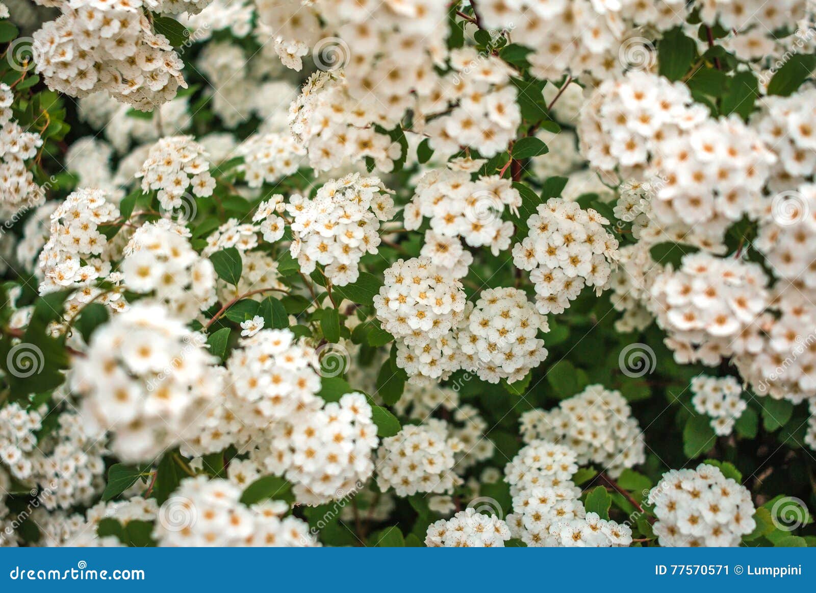 Wilde Witte Bloem Op Vage Achtergrond Stock Afbeelding - Image of ...