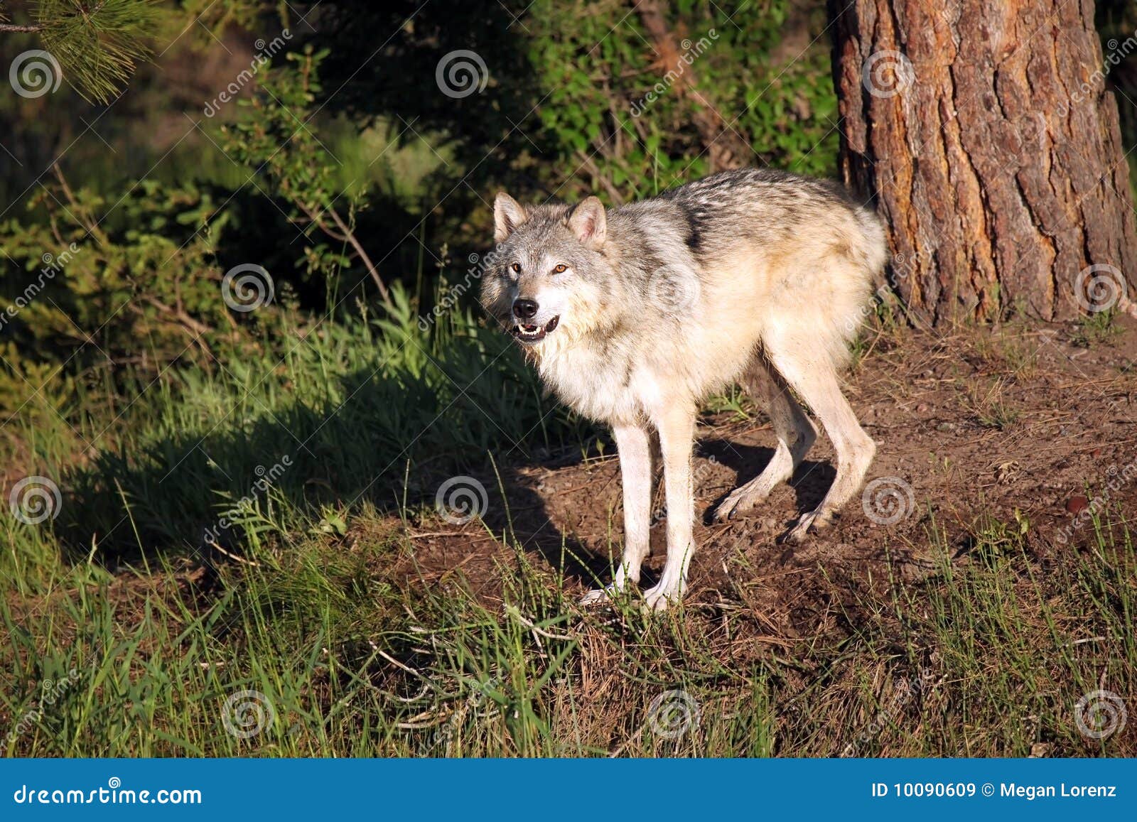 Wilde Wolf stock afbeelding. Image of buiten, toendra - 10090609