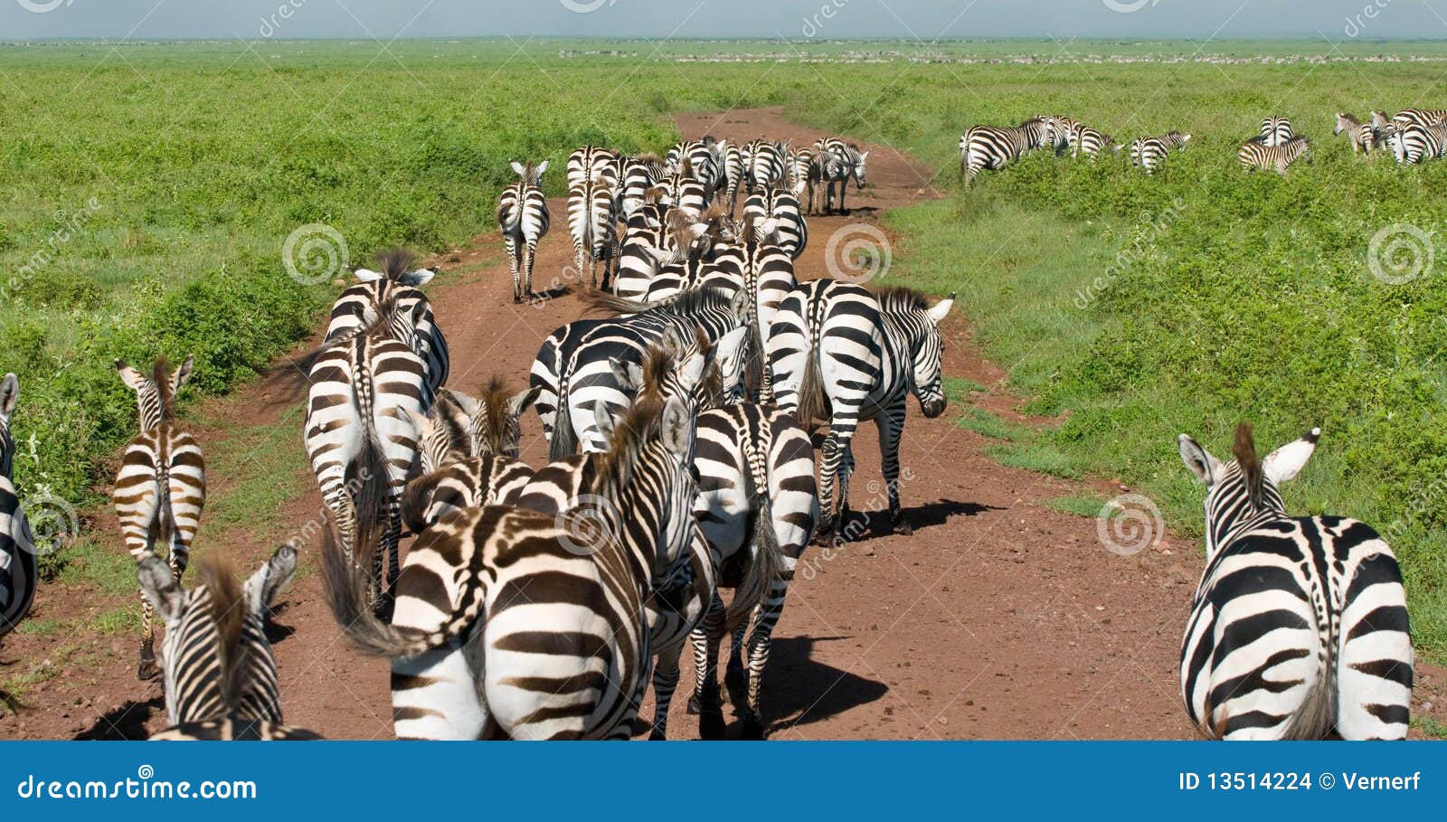 Wilde zebra in Afrika stock foto. Image of wild, dier - 13514224
