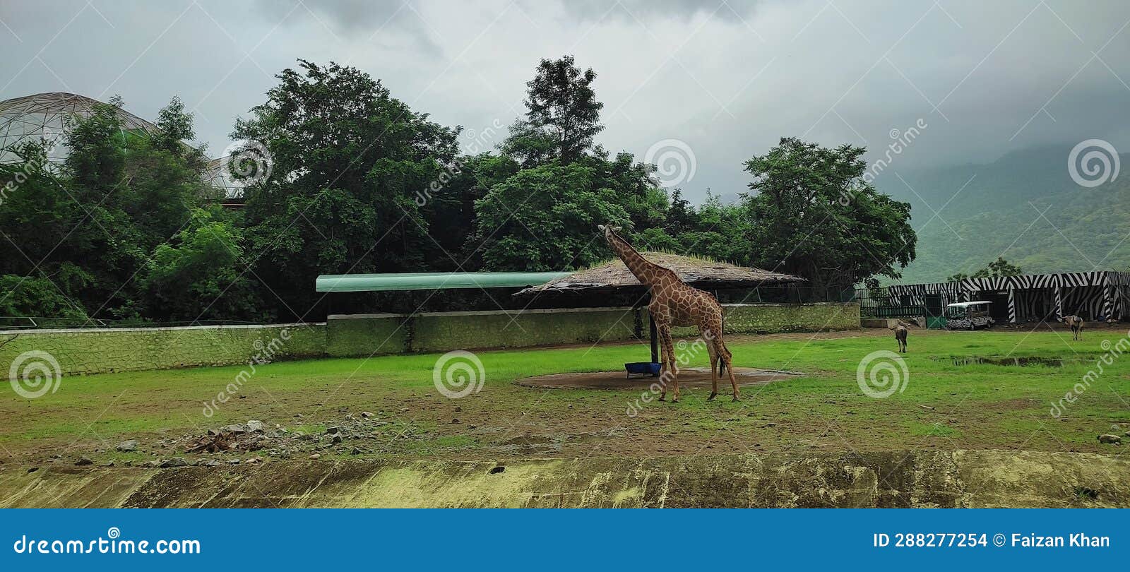 Giraffe in the Zoo of Statue of Unity in Gujarat Stock Photo - Image of ...