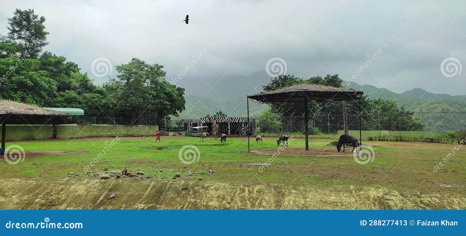 Wildebeasts in the Zoo of Statue of Unity in Gujarat Stock Image ...