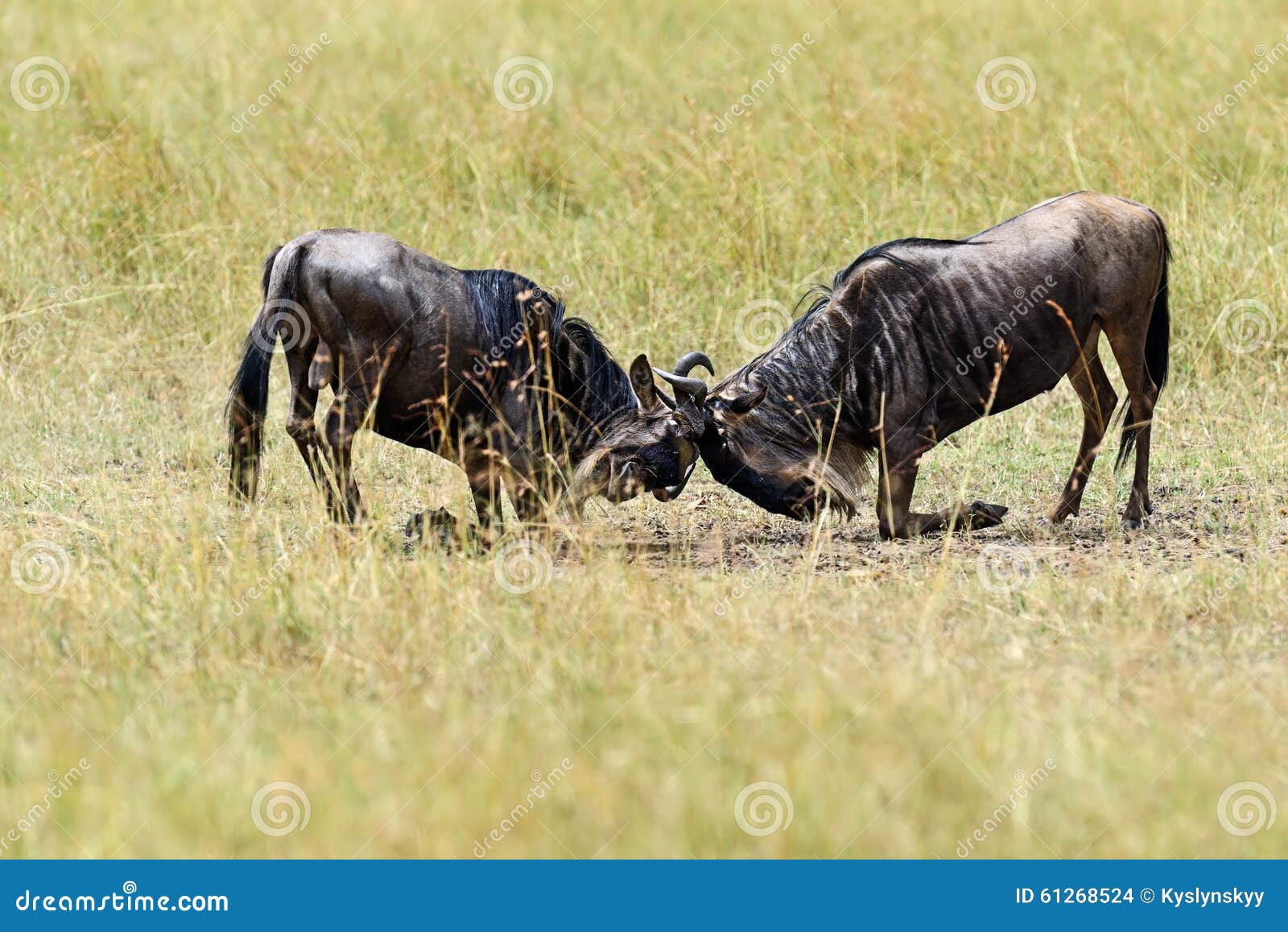 Wildebees stock photo. Image of landscape, migration - 61268524
