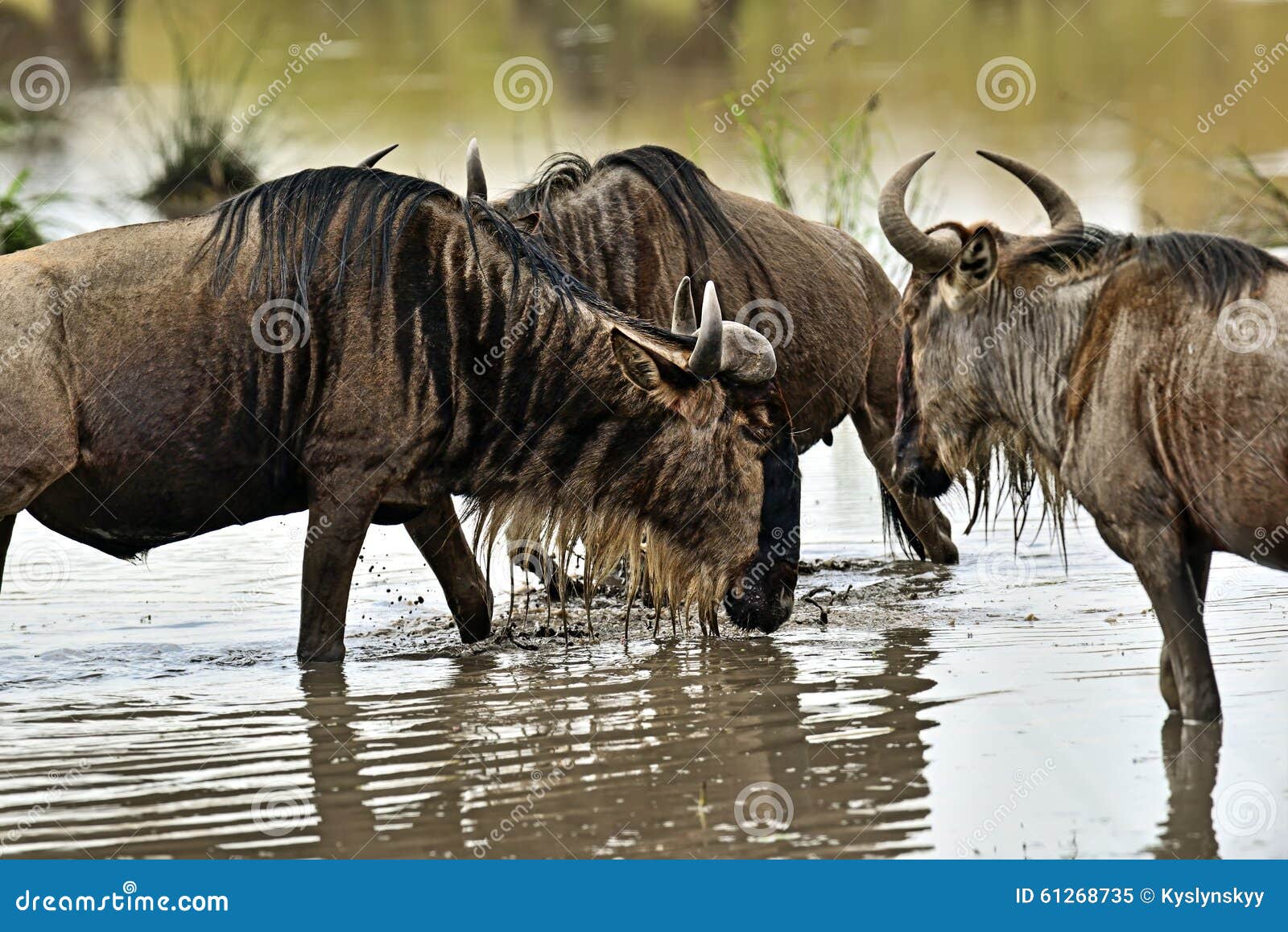 Wildebees stock image. Image of africa, dangerous, east - 61268735
