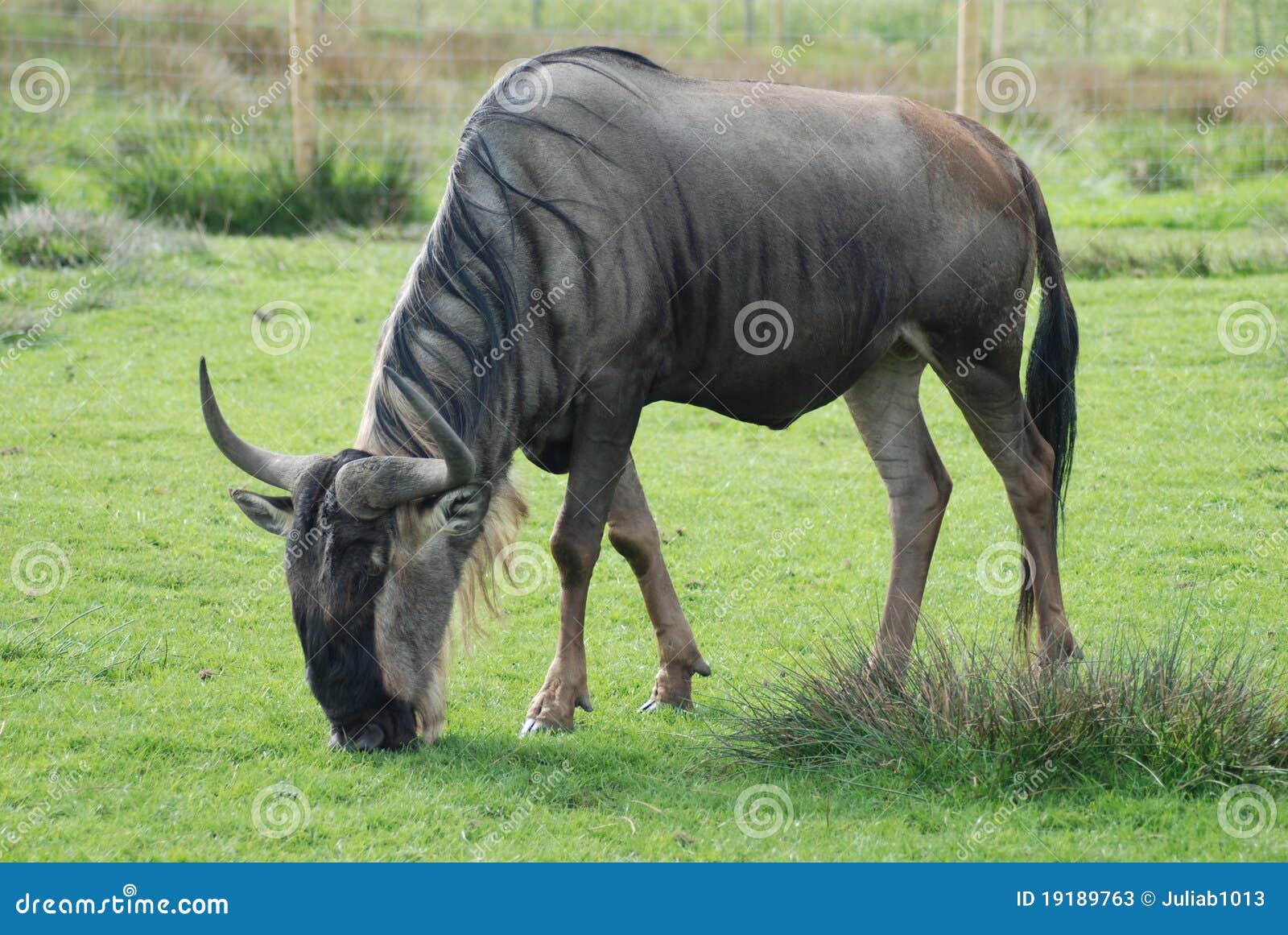 Wildebeest stock image. Image of green, safari, landscape - 19189763