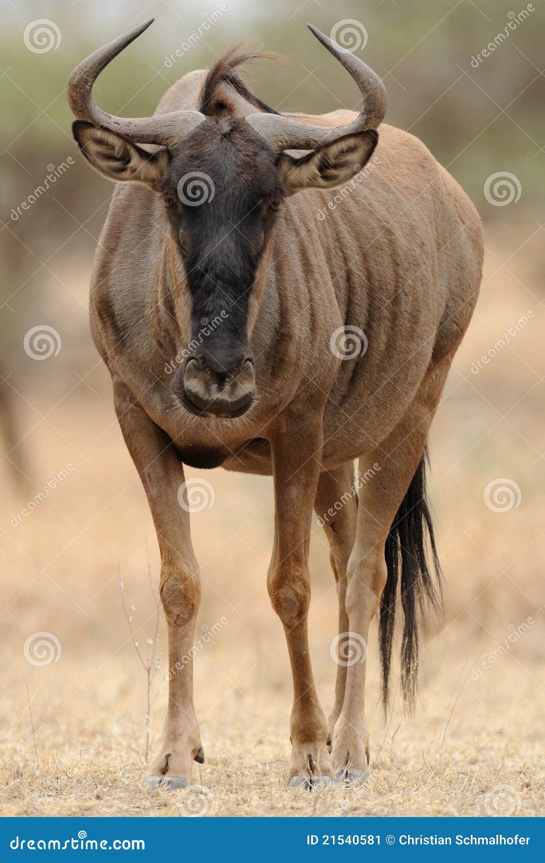 Wildebeest stock image. Image of wildlife, animal, wildebeest - 21540581