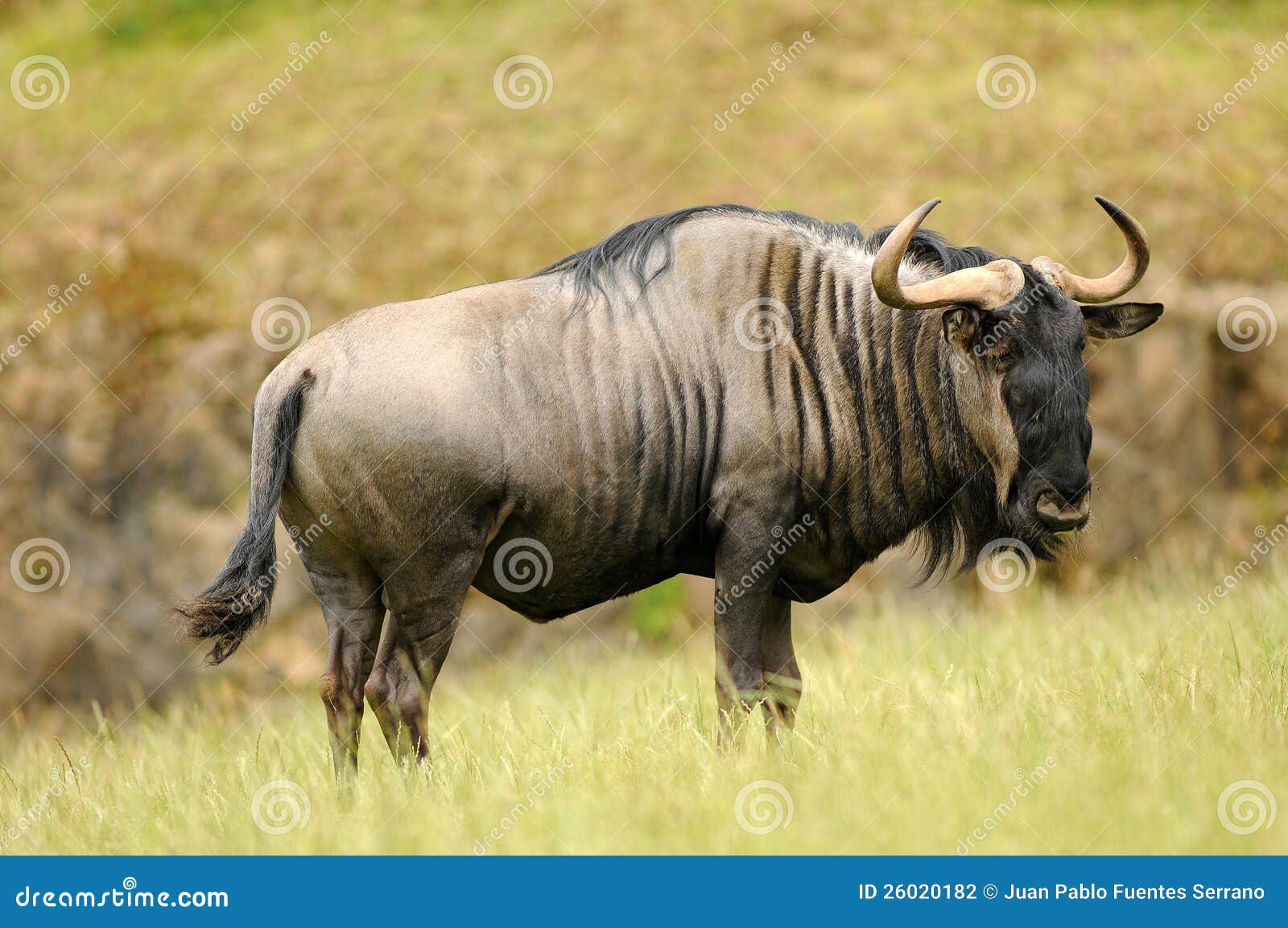 A wildebeest stock photo. Image of bull, natural, wildlife - 26020182