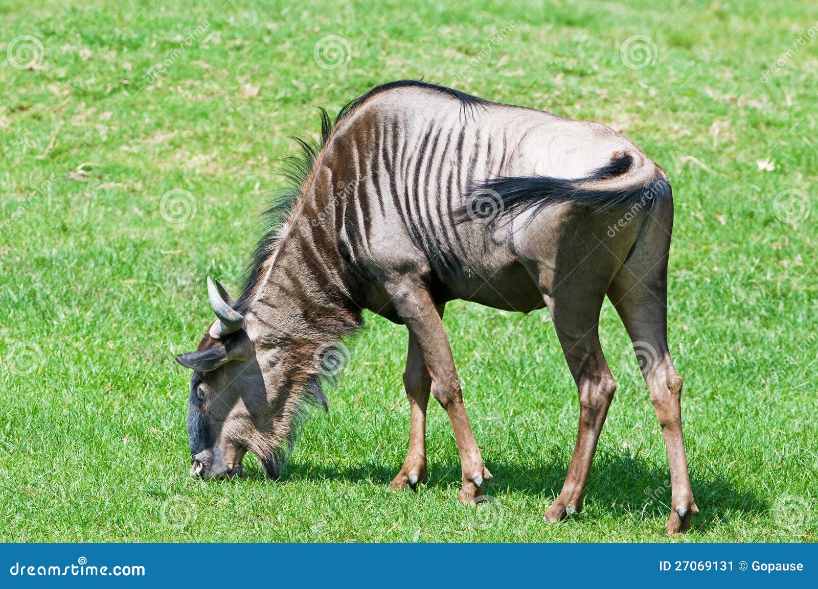 Wildebeest stock image. Image of grass, nature, ecotourism - 27069131