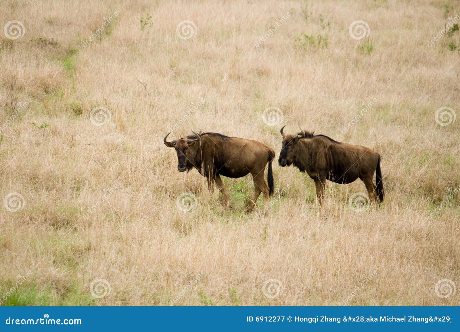 Wildebeest stock image. Image of wildlife, animal, horned - 6912277