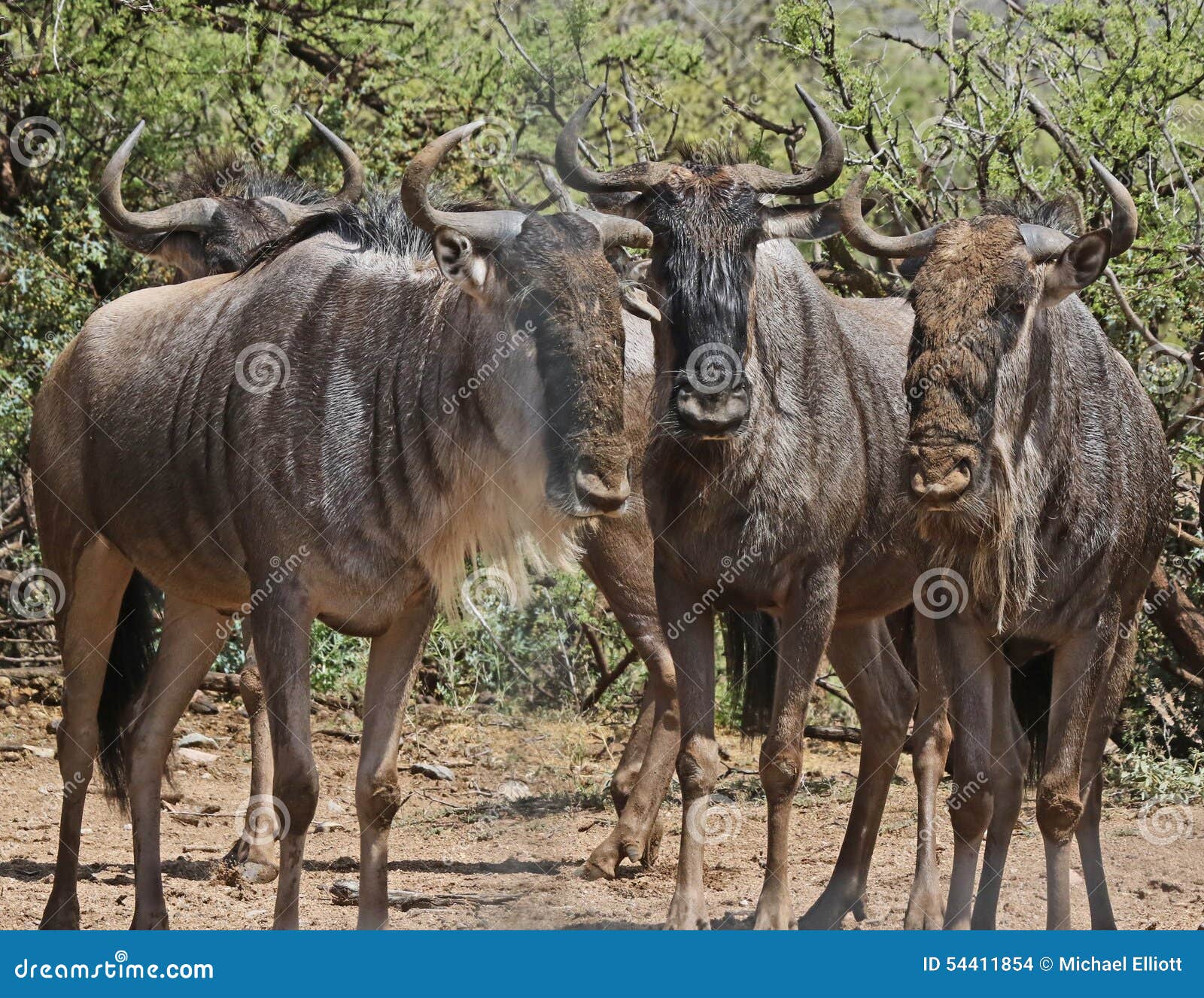 Wildebeest stock photo. Image of migration, antelope - 54411854