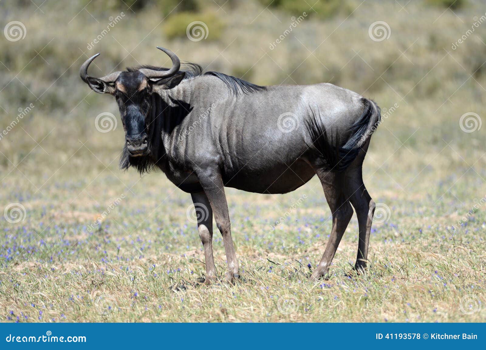 Wildebeest stock photo. Image of game, grass, migration - 41193578