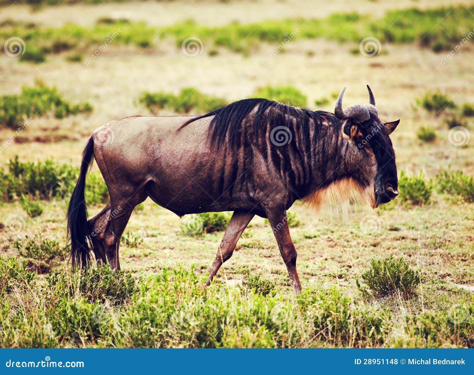 Wildebeest Also Called Gnu on African Savannah Stock Photo - Image of ...