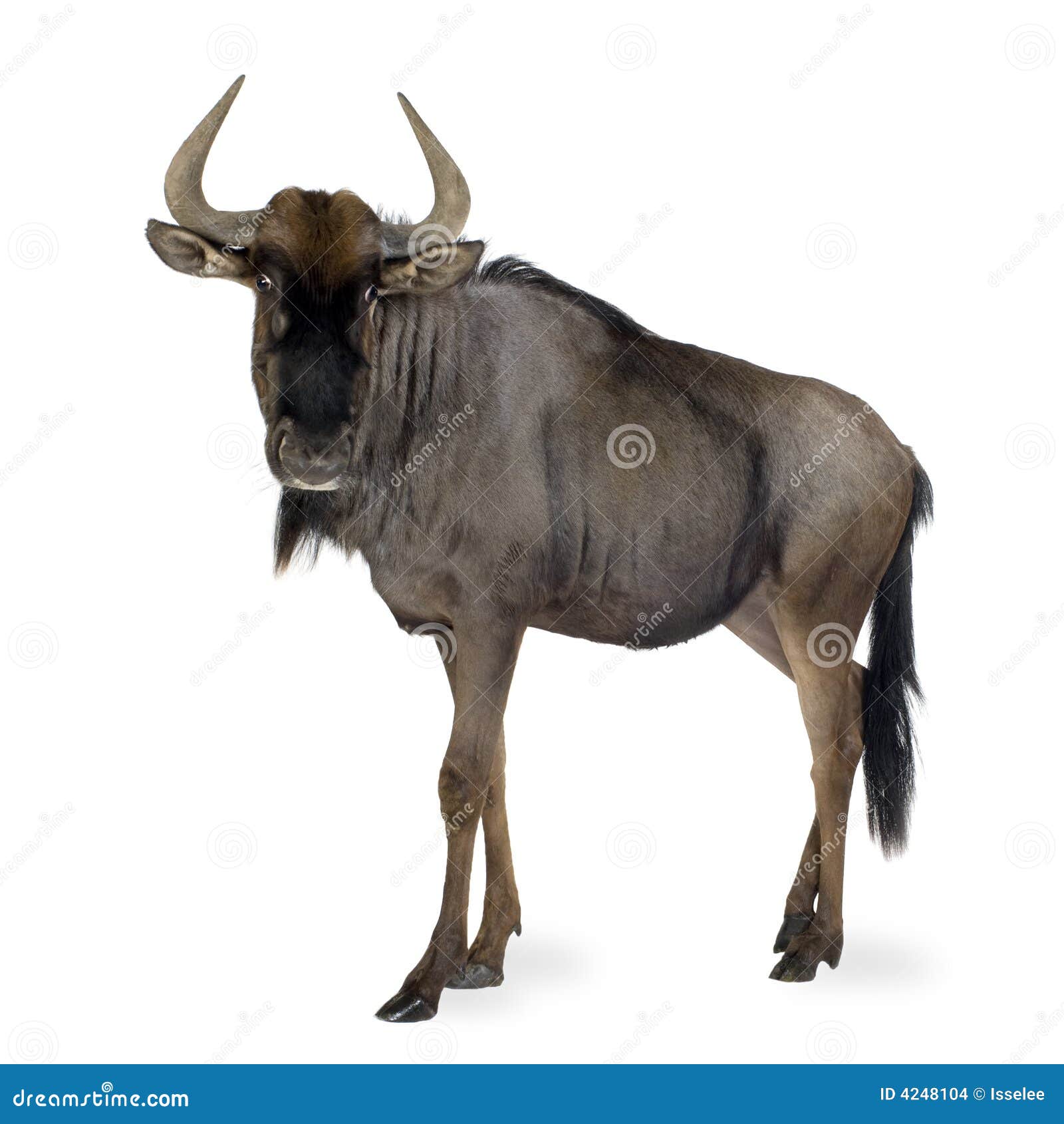 Wildebeest Bleu - Taurinus De Connochaetes Photo stock - Image du ...