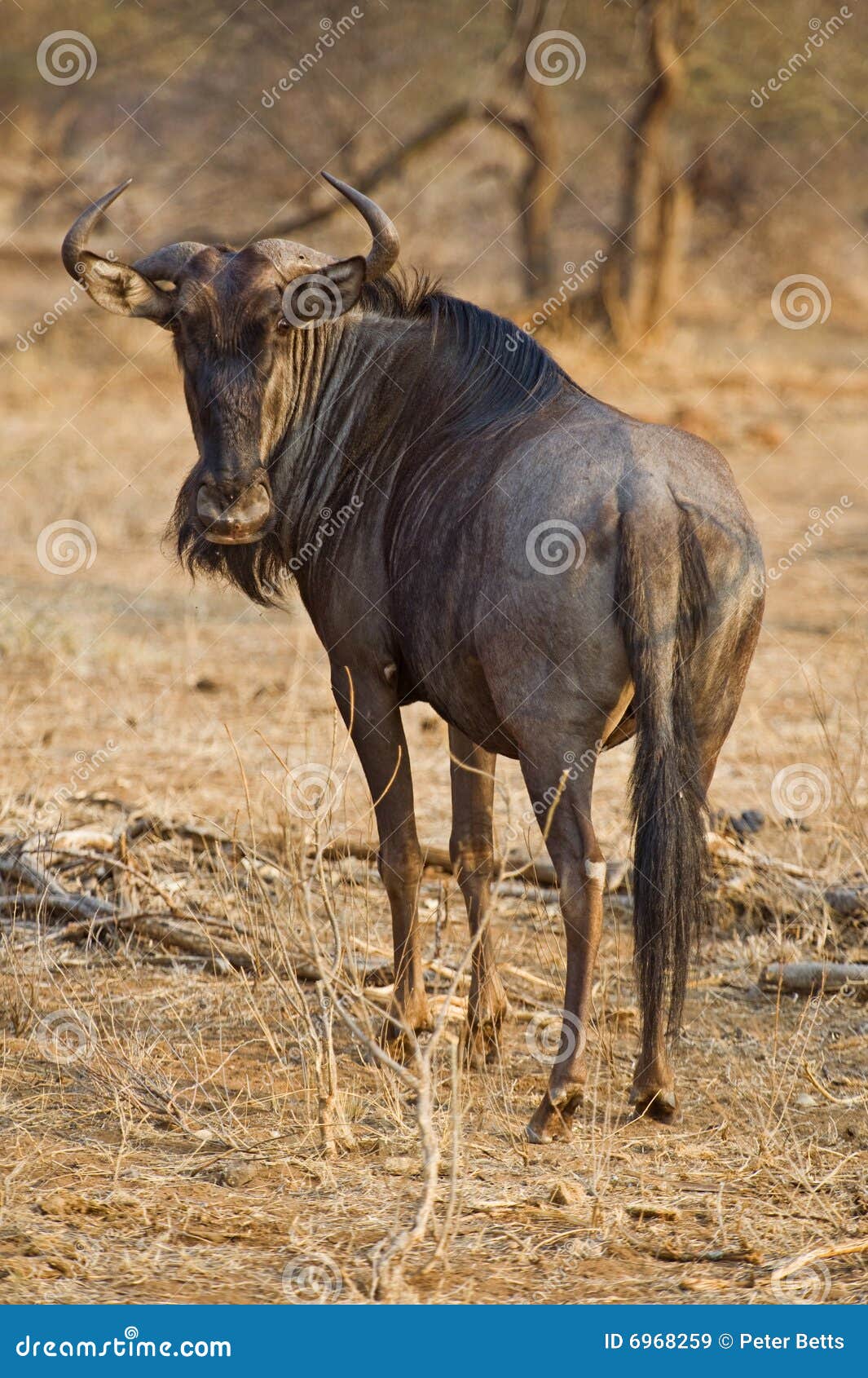 Wildebeest Bull stock image. Image of kruger, tourism - 6968259