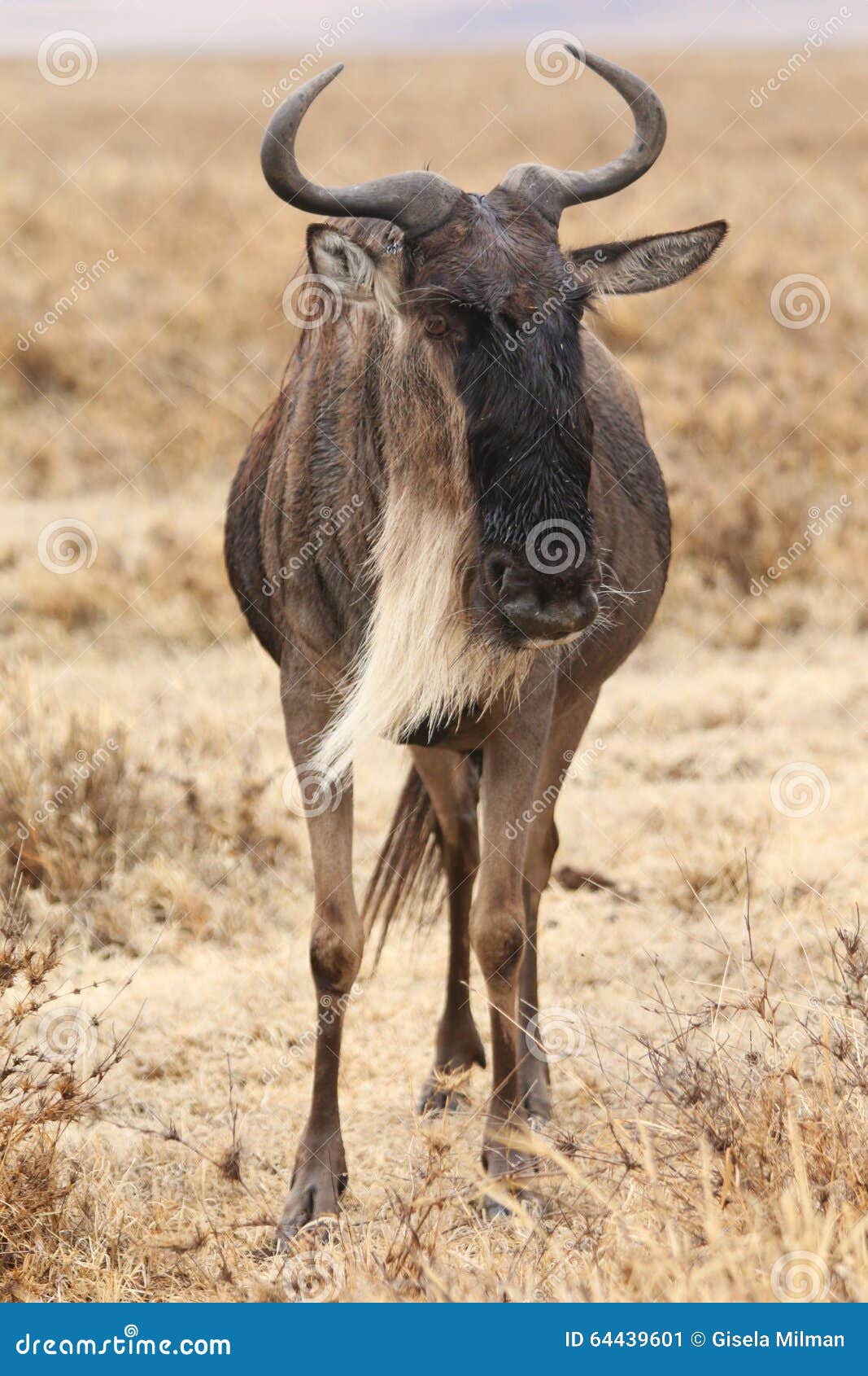 Wildebeest Closeup stock image. Image of closeup, safari - 64439601