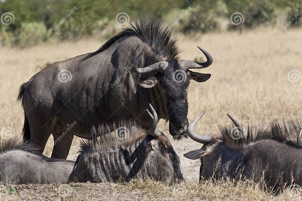 Wildebeest (Connochaetes Taurinus) Stock Image - Image of connochaetes ...