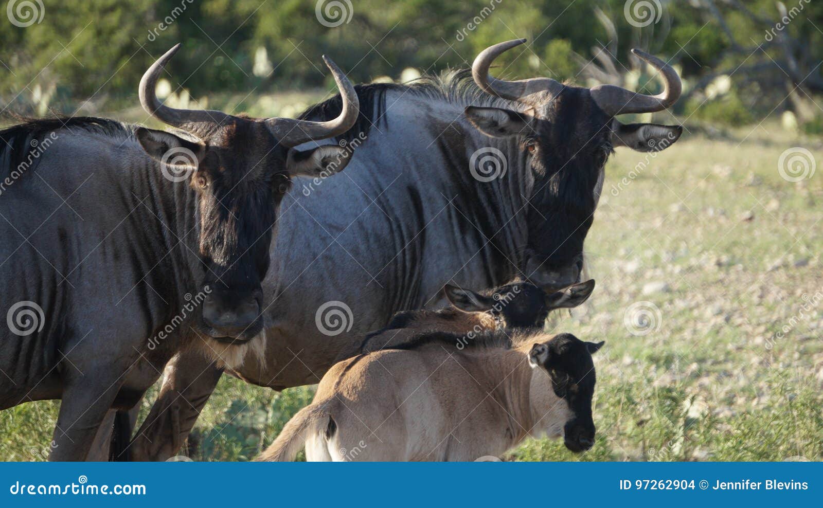 Wildebeest Cows and Calves stock photo. Image of wildlife - 97262904