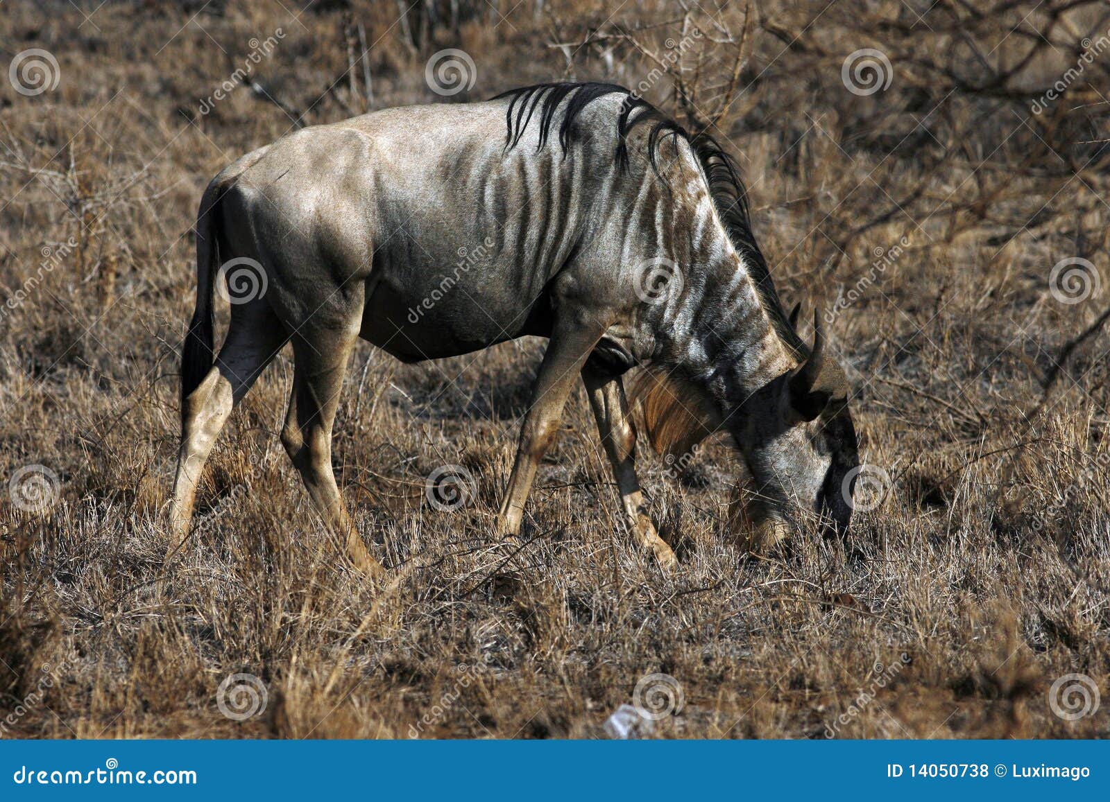 Wildebeest Eating stock photo. Image of animal, kenya - 14050738