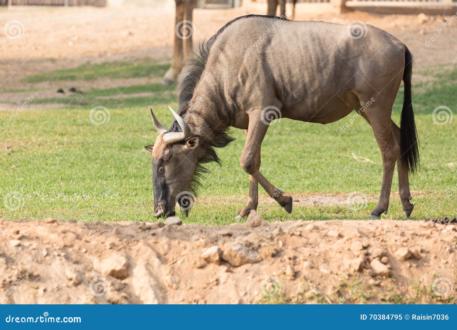 Wildebeest Eating Grass on the Ground. Stock Image - Image of herbivore ...
