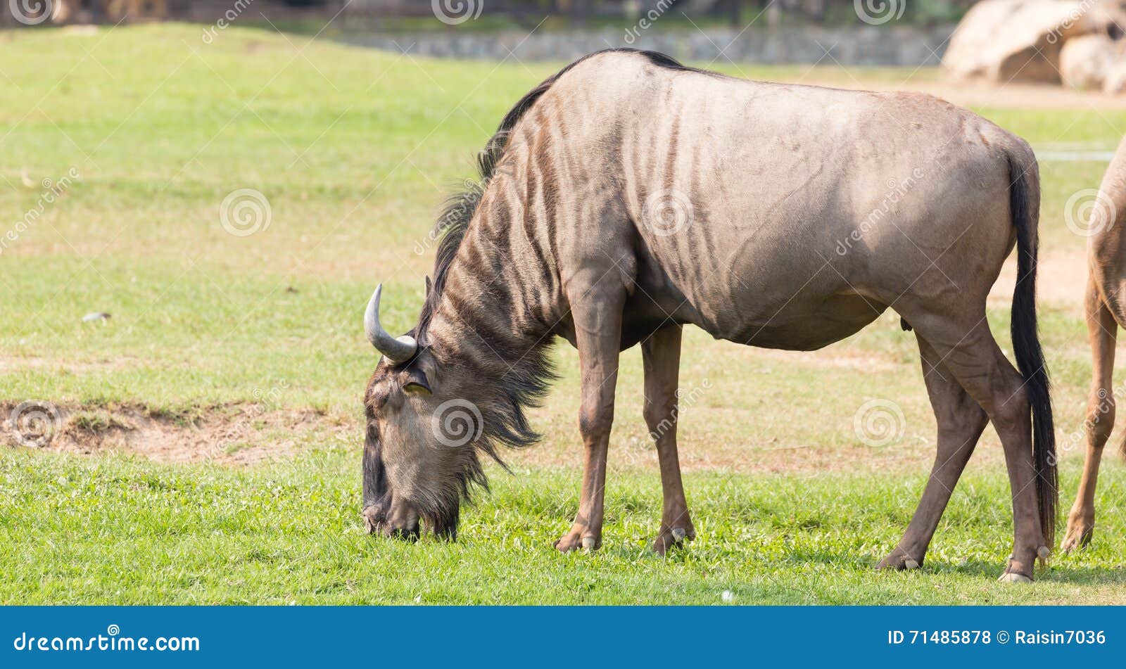 Wildebeest eating grass. stock photo. Image of herbivore - 71485878