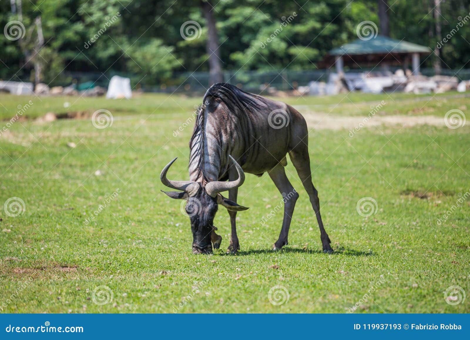 Wildebeest Eating Grass Serengeti Stock Images - Download 421 Royalty ...