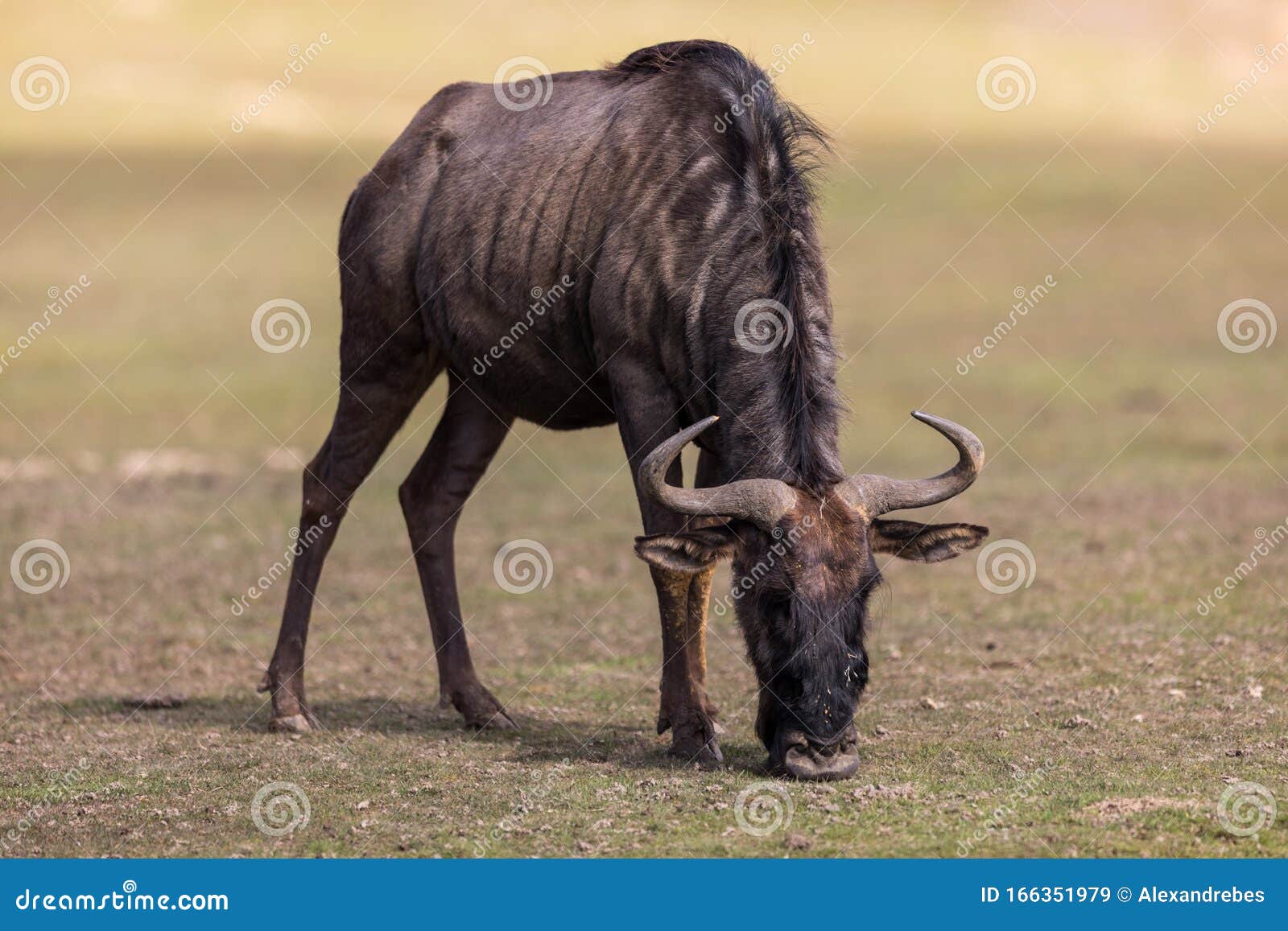 A Wildebeest Eats Grass in the Savannah Stock Image - Image of safari ...