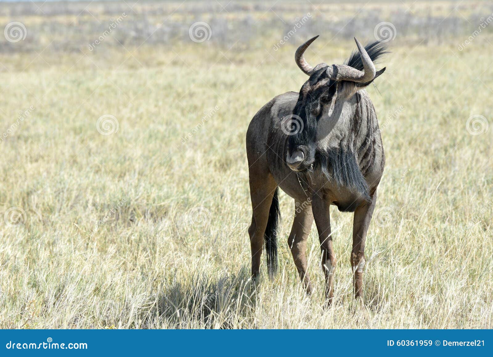 Wildebeest in Etosha National Park Stock Image - Image of desert ...