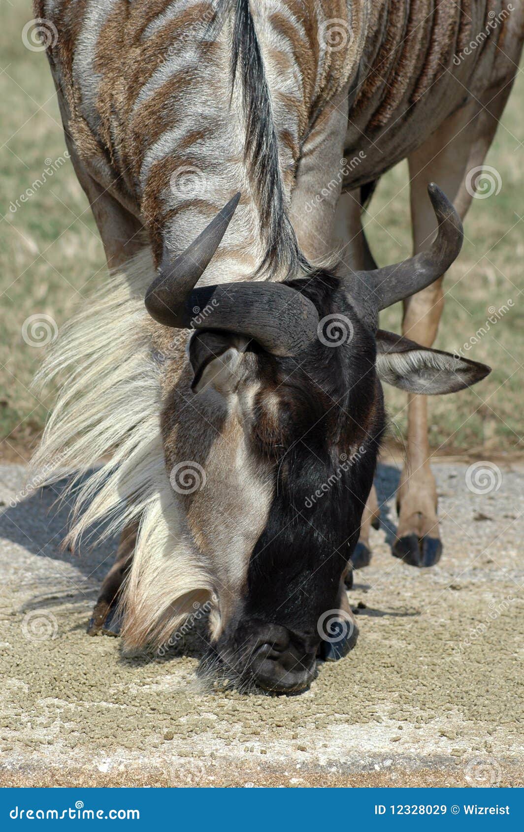 Wildebeest Feast stock image. Image of mane, horns, grazing - 12328029