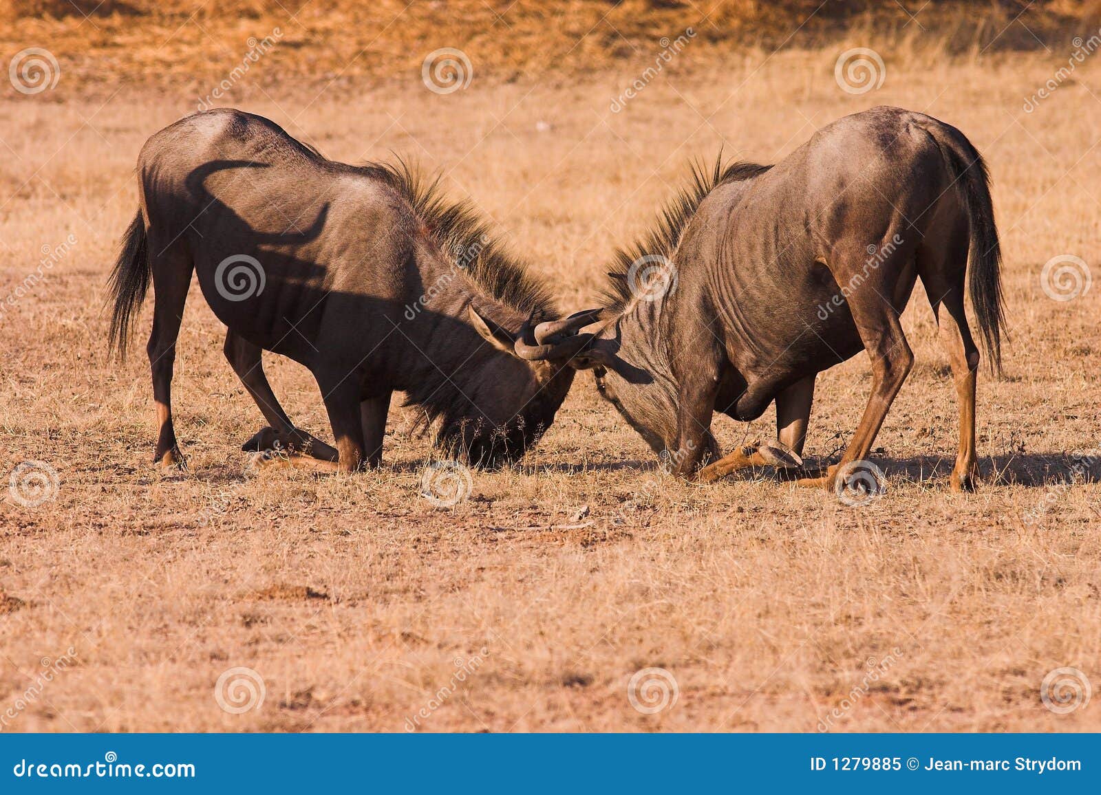 Wildebeest Fighting stock image. Image of reserve, africa - 1279885