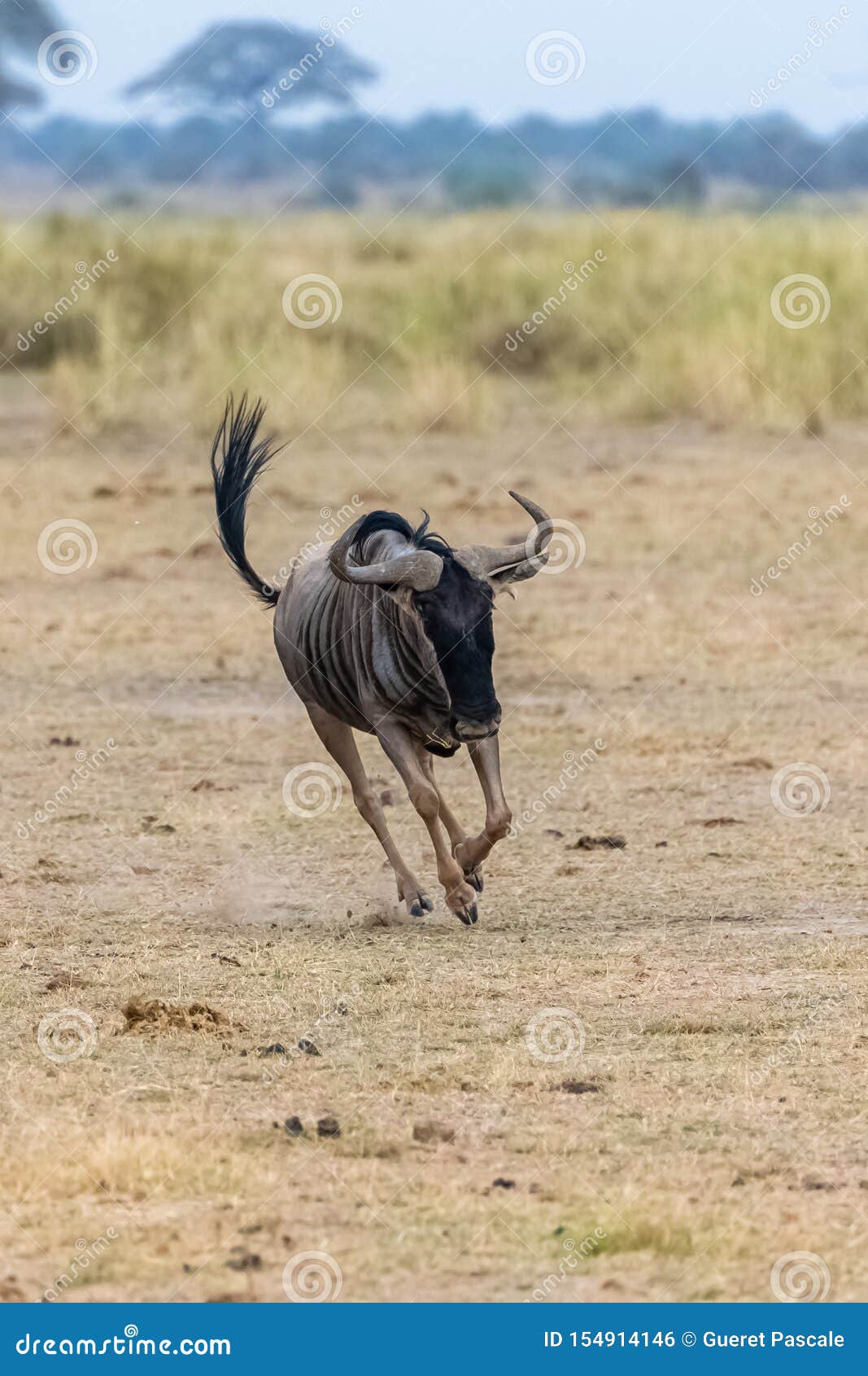 Wildebeest, GNU-het lopen stock foto. Image of achtergrond - 154914146