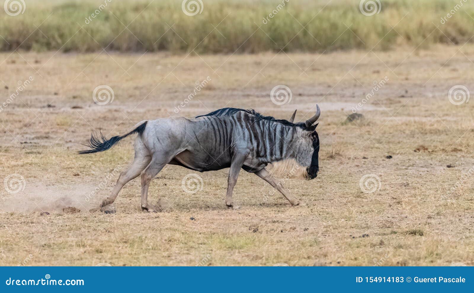 Wildebeest, GNU-het lopen stock afbeelding. Image of stof - 154914183