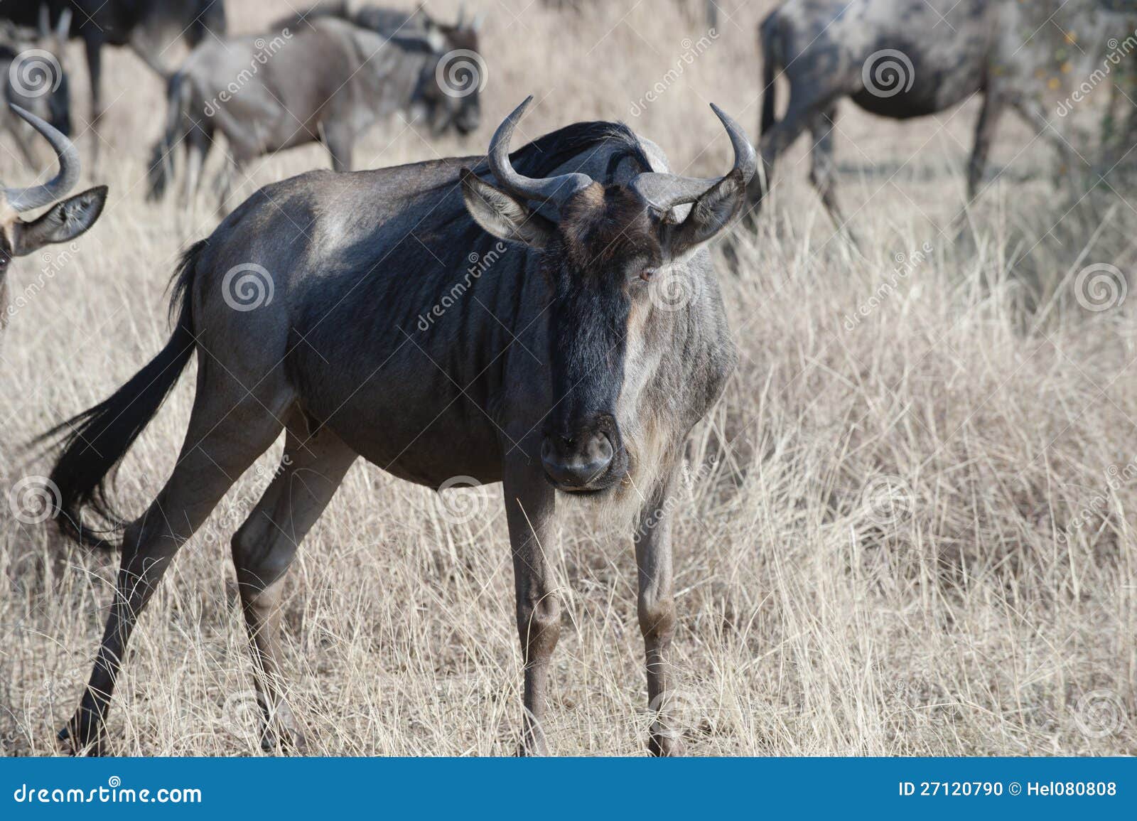 Wildebeest - Gnu - Im Serengeti Stockfoto - Bild von gras, afrikanisch ...