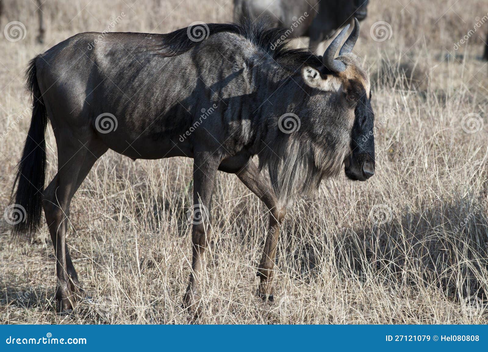 Wildebeest - Gnu - Nel Serengeti Immagine Stock - Immagine di pianura ...