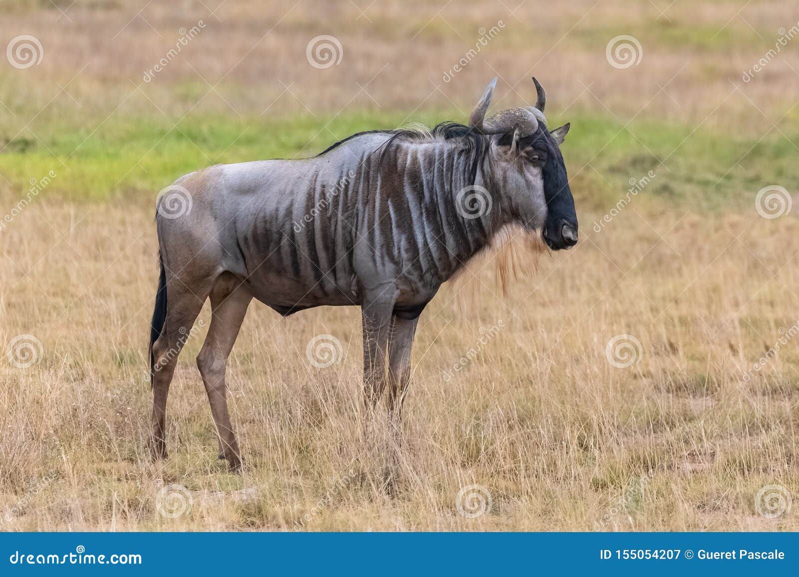 Wildebeest, gnu, portrait stock image. Image of antelope - 155054207