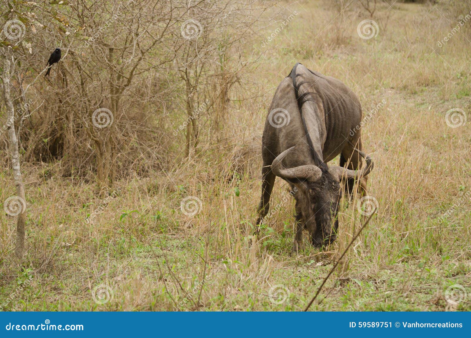 Wildebeest grazing stock image. Image of maasai, brown - 59589751