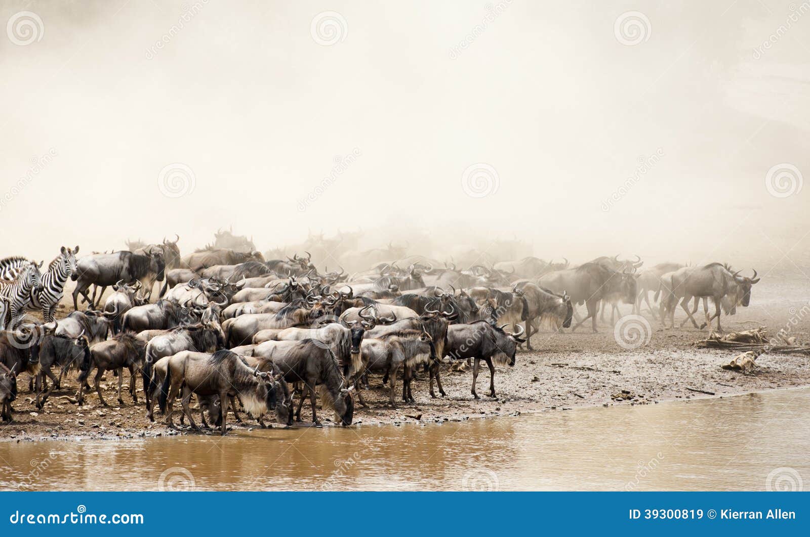 The Great Migration In Full Swing. Mara River Stock Image ...