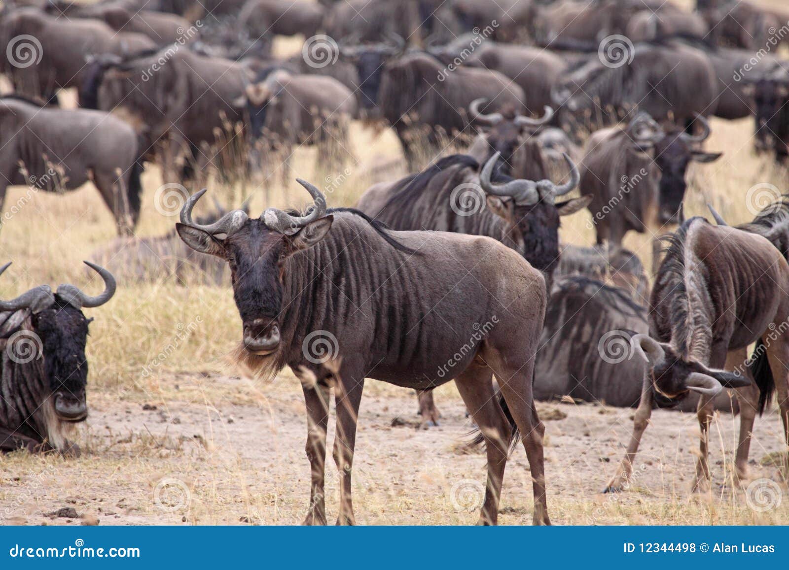 Wildebeest Herd stock photo. Image of tanzania, horns - 12344498