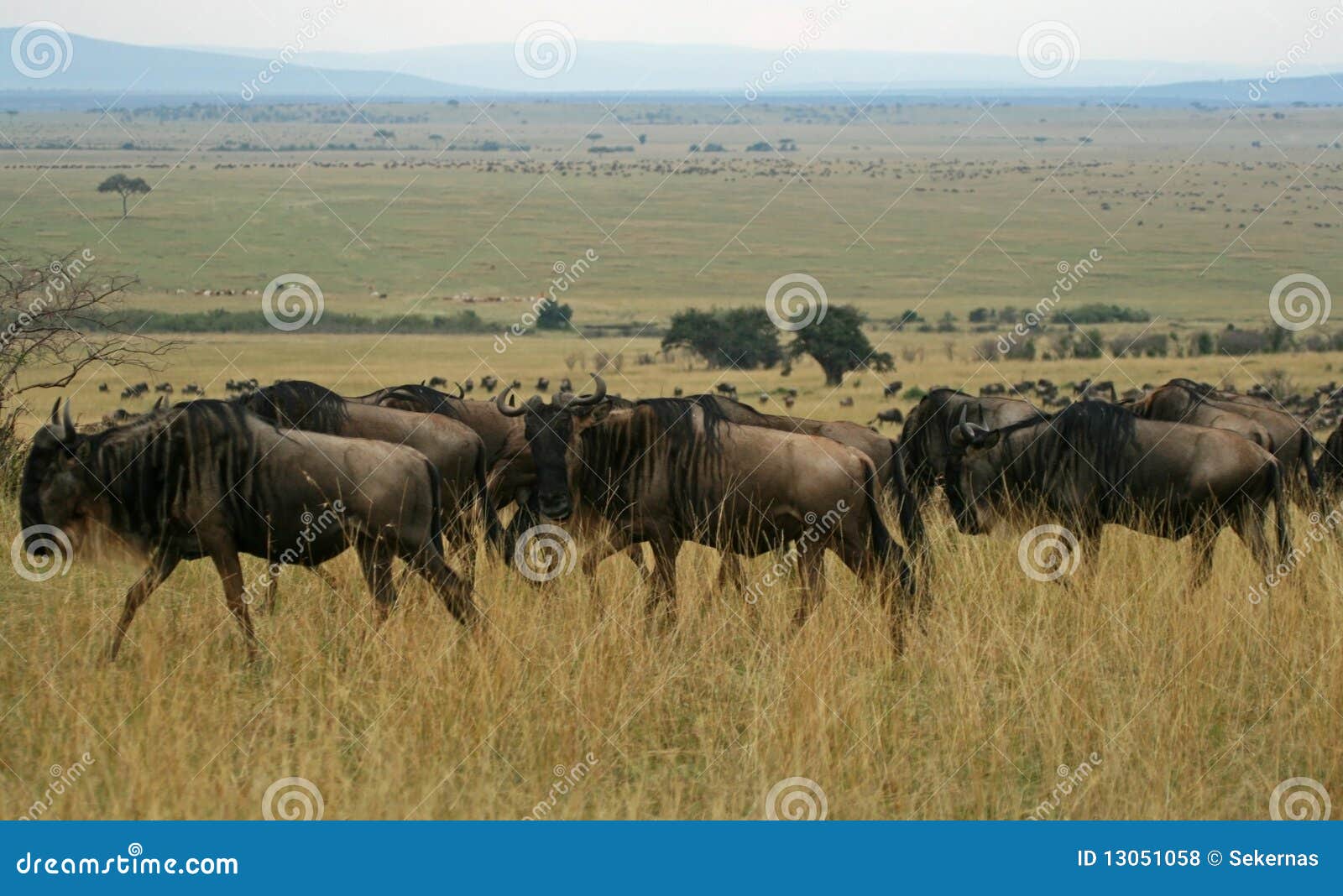 Wildebeest migration stock photo. Image of serengeti - 13051058